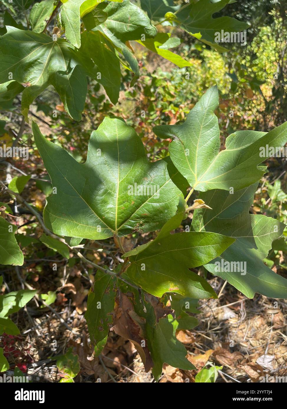 western sycamore (Platanus racemosa Stock Photo - Alamy