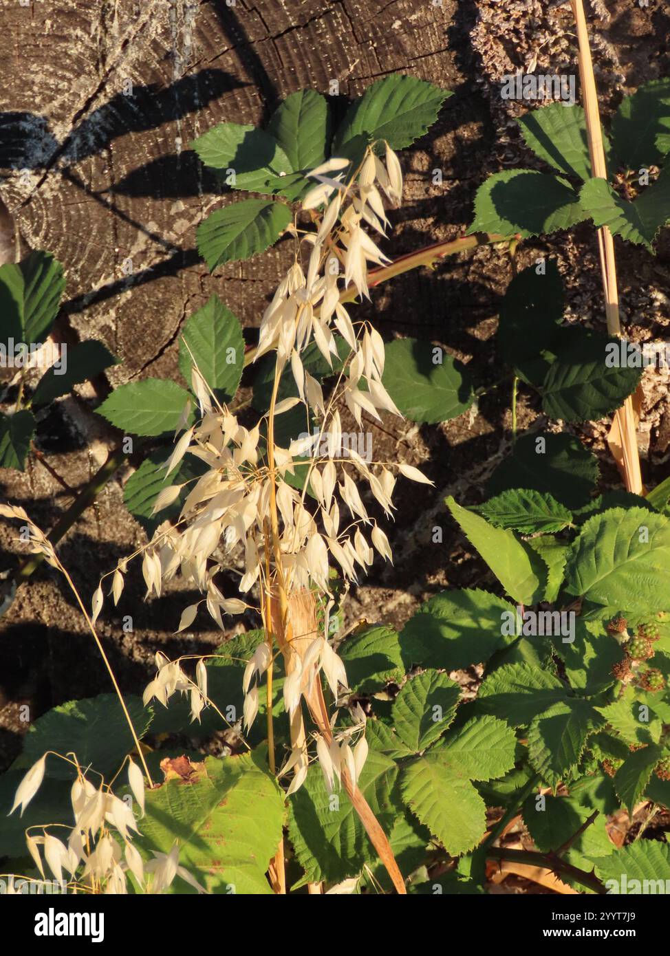 wild oat (Avena fatua Stock Photo - Alamy
