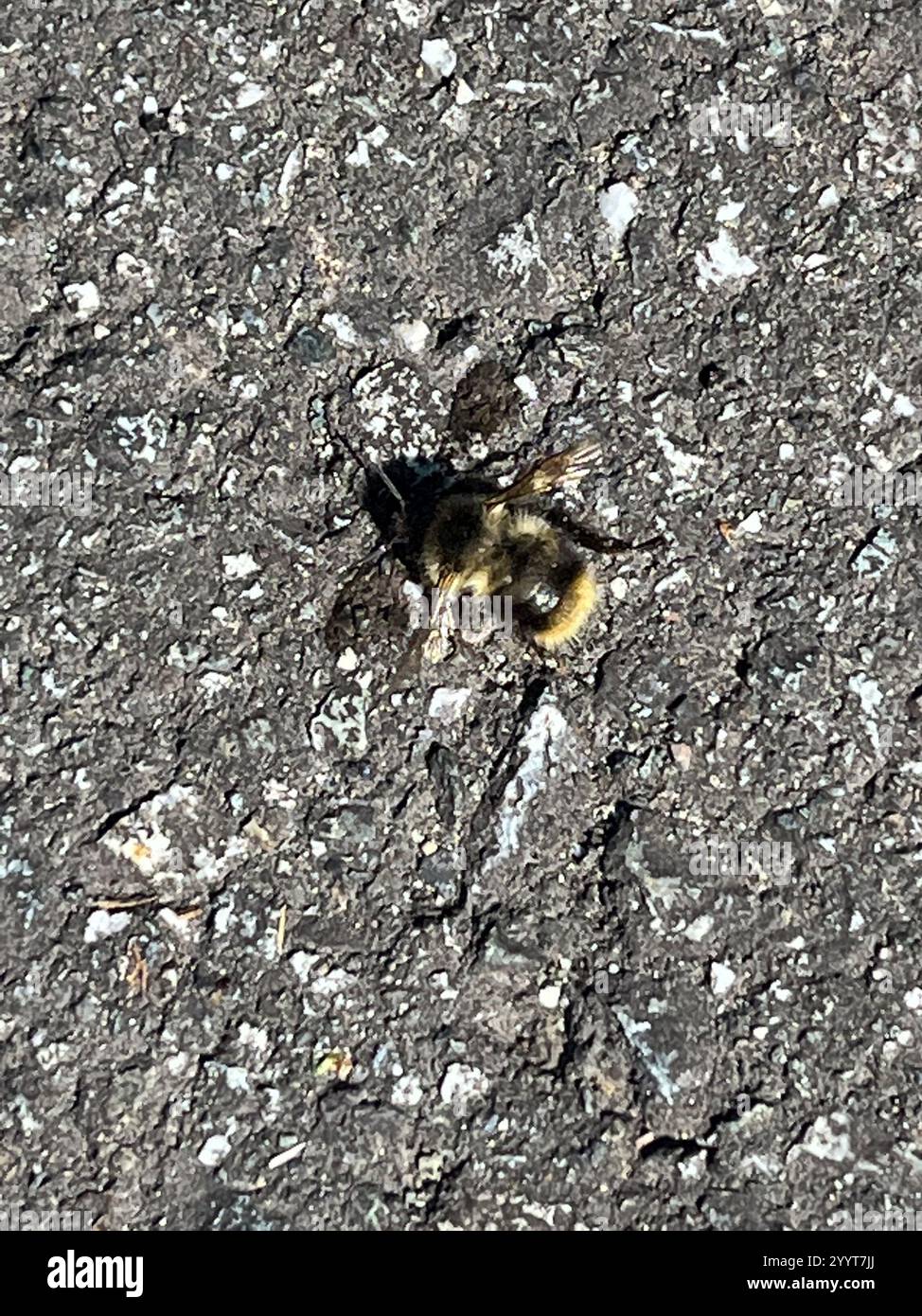 Fuzzy-Horned Bumble Bee (Bombus mixtus Stock Photo - Alamy