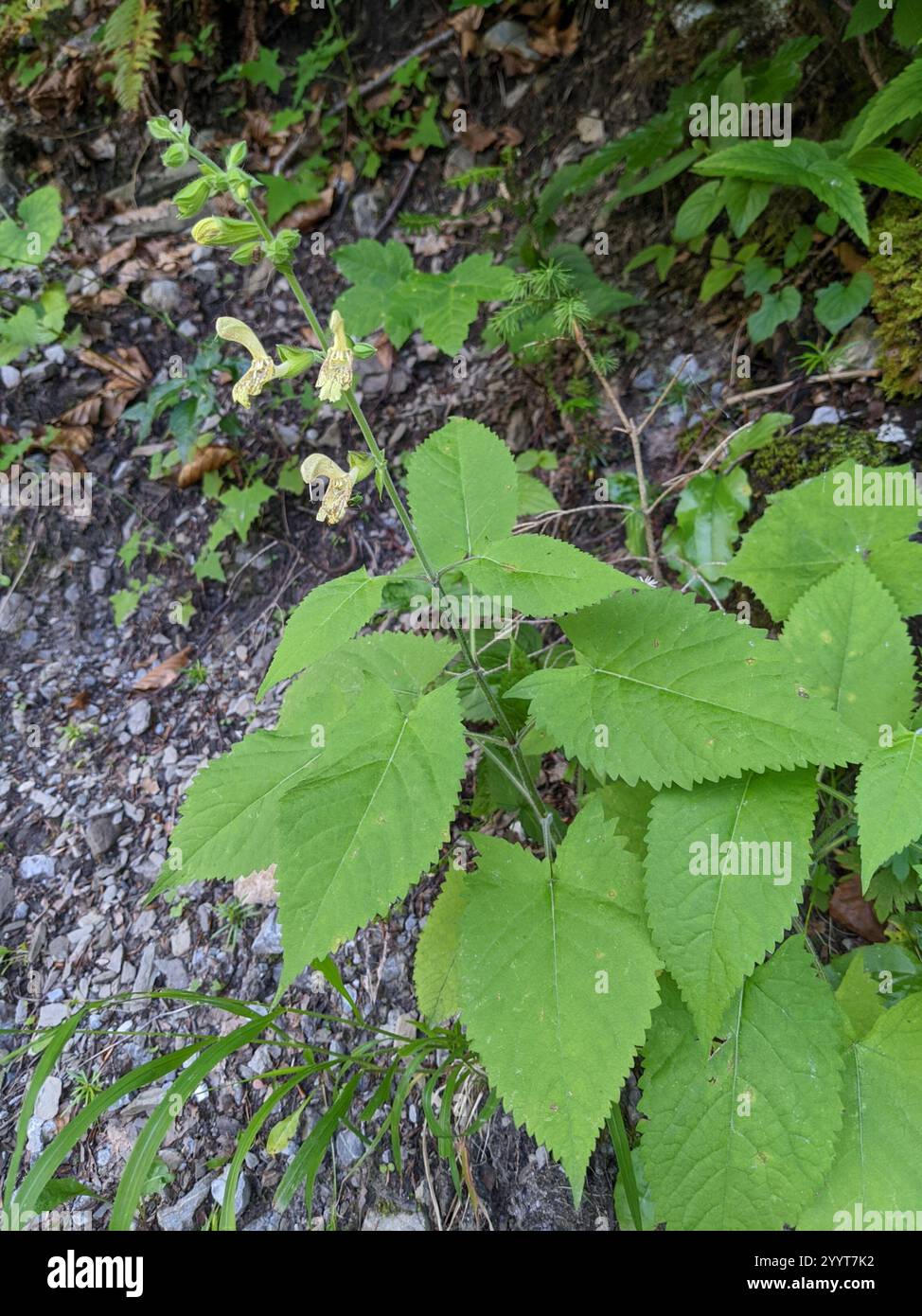 Sticky Sage (Salvia glutinosa Stock Photo - Alamy