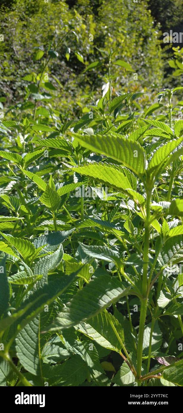 Common hemp-nettle (Galeopsis tetrahit Stock Photo - Alamy