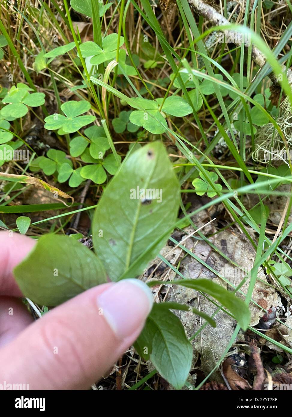 Arctic Starflower (Lysimachia europaea Stock Photo - Alamy