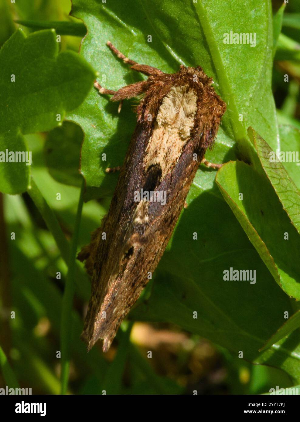 Coxcomb Prominent (Ptilodon capucina Stock Photo - Alamy