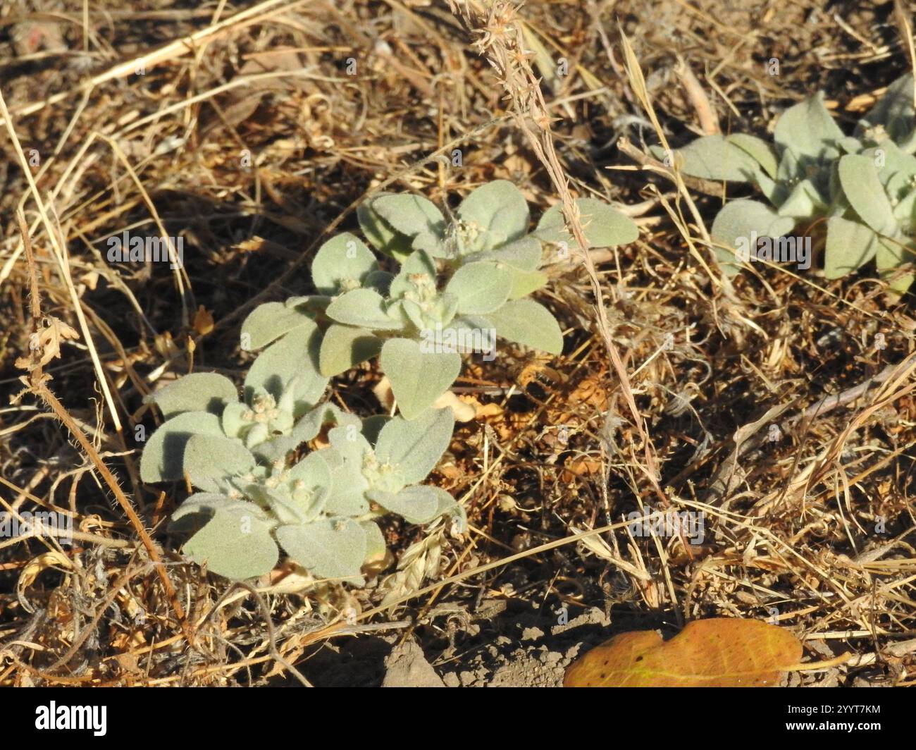 turkey mullein (Croton setiger Stock Photo - Alamy
