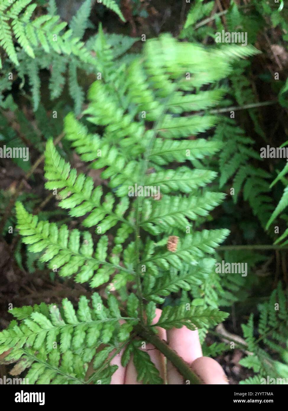 broad buckler-fern (Dryopteris dilatata Stock Photo - Alamy