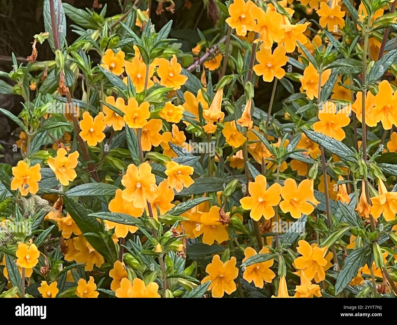 orange bush monkeyflower (Diplacus aurantiacus Stock Photo - Alamy