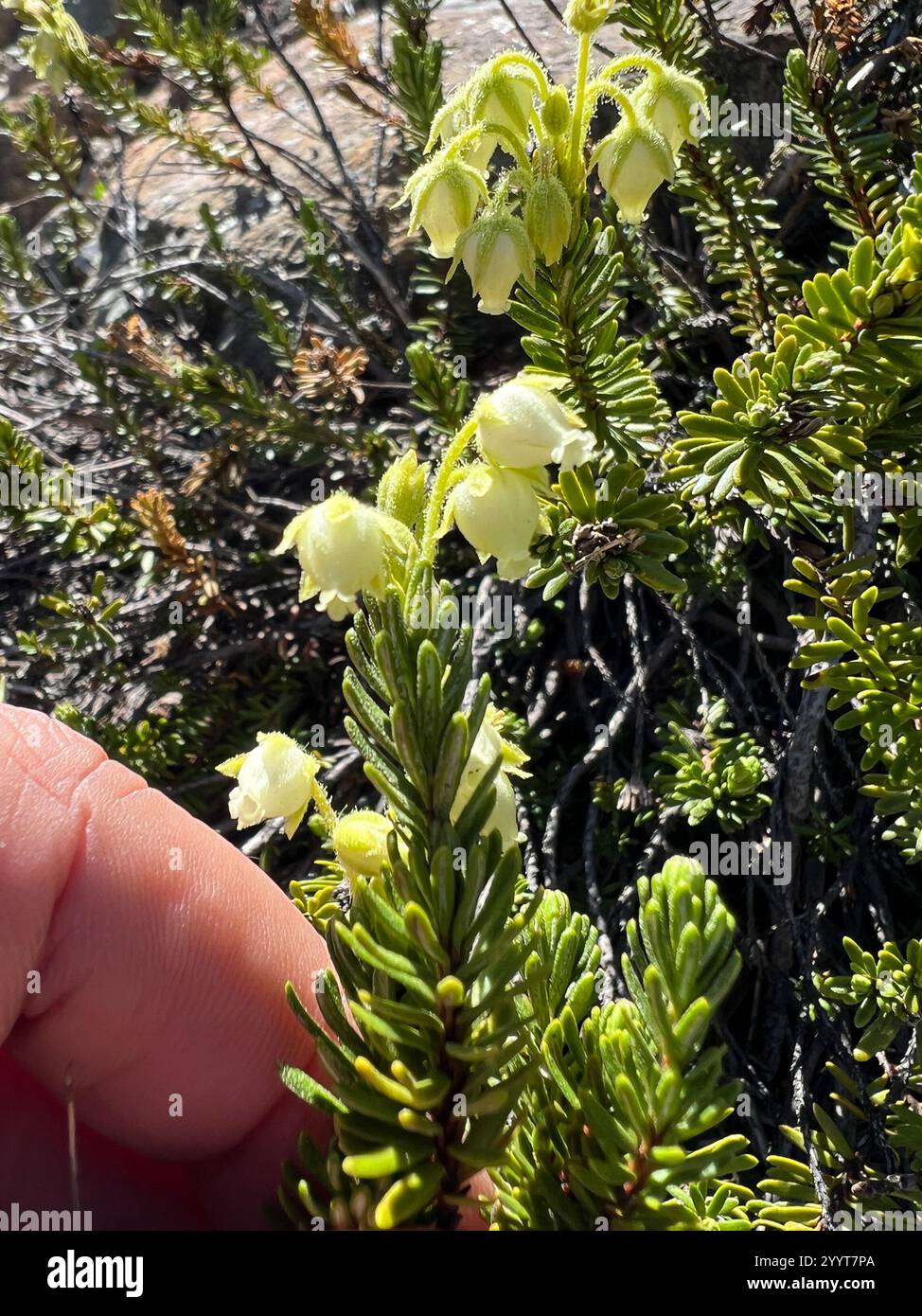 Yellow Mountain-heath (Phyllodoce glanduliflora Stock Photo - Alamy
