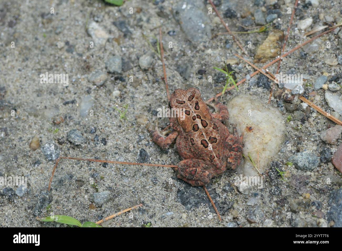 American Toad (Anaxyrus americanus Stock Photo - Alamy