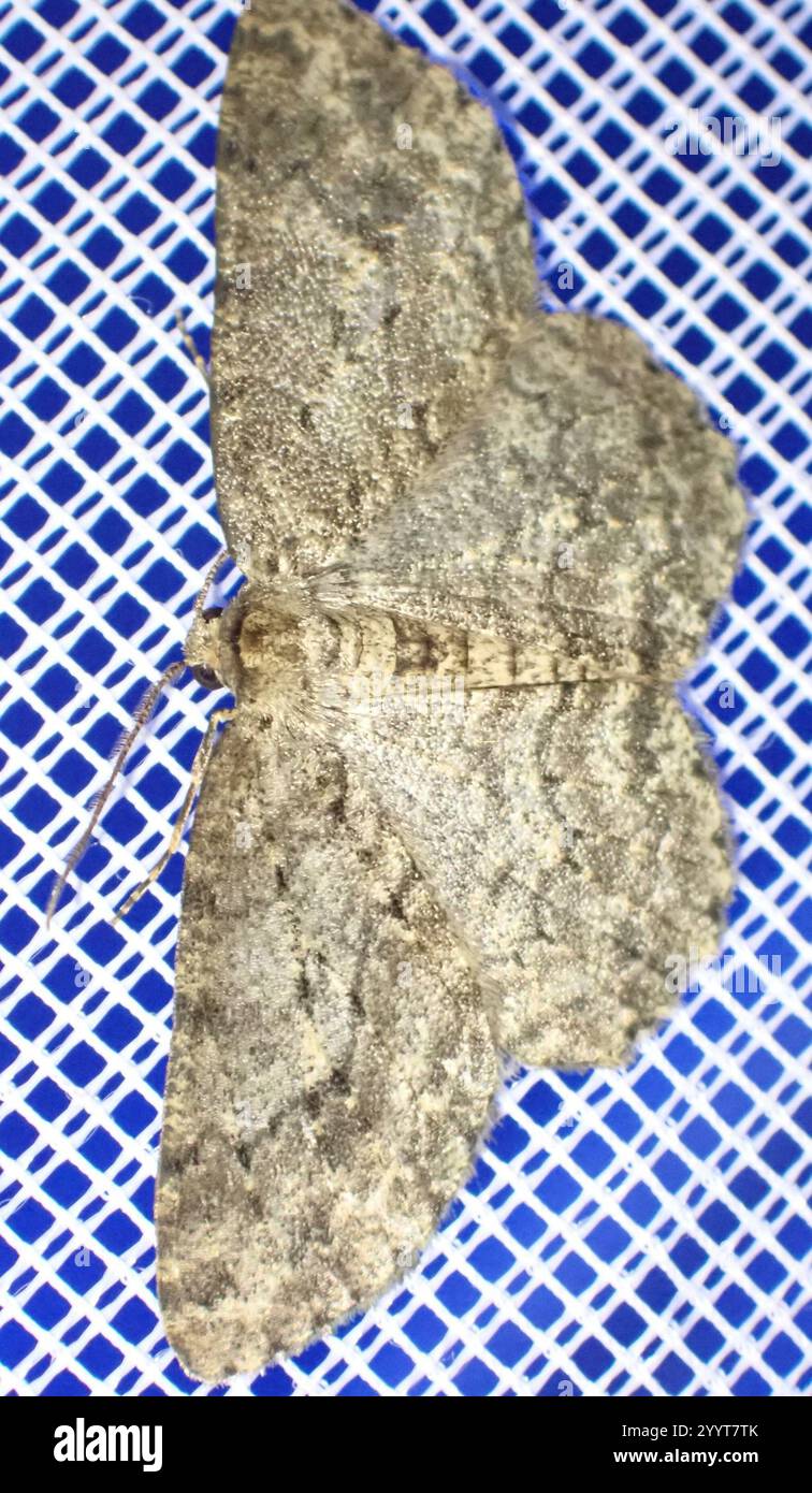 Small Engrailed (Ectropis crepuscularia Stock Photo - Alamy