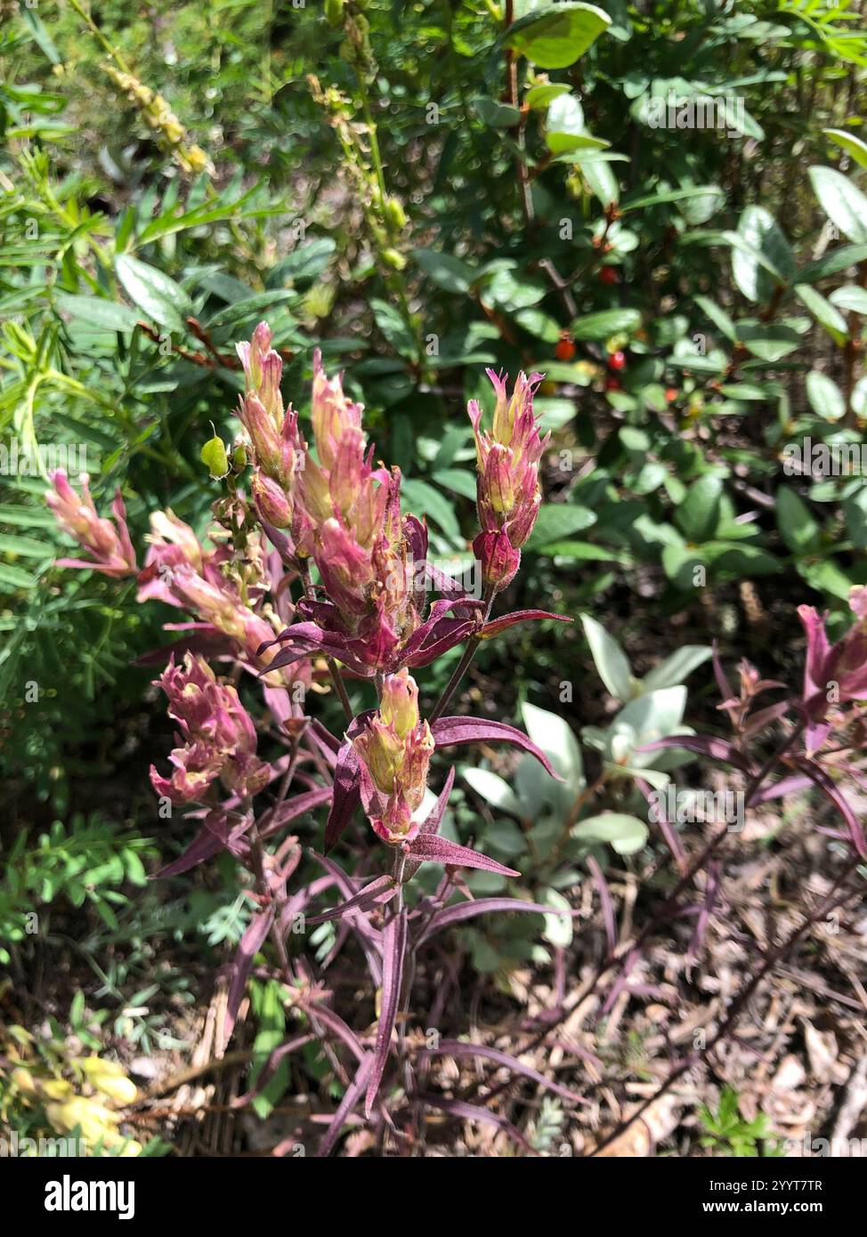 American Thorowax (Bupleurum americanum Stock Photo - Alamy