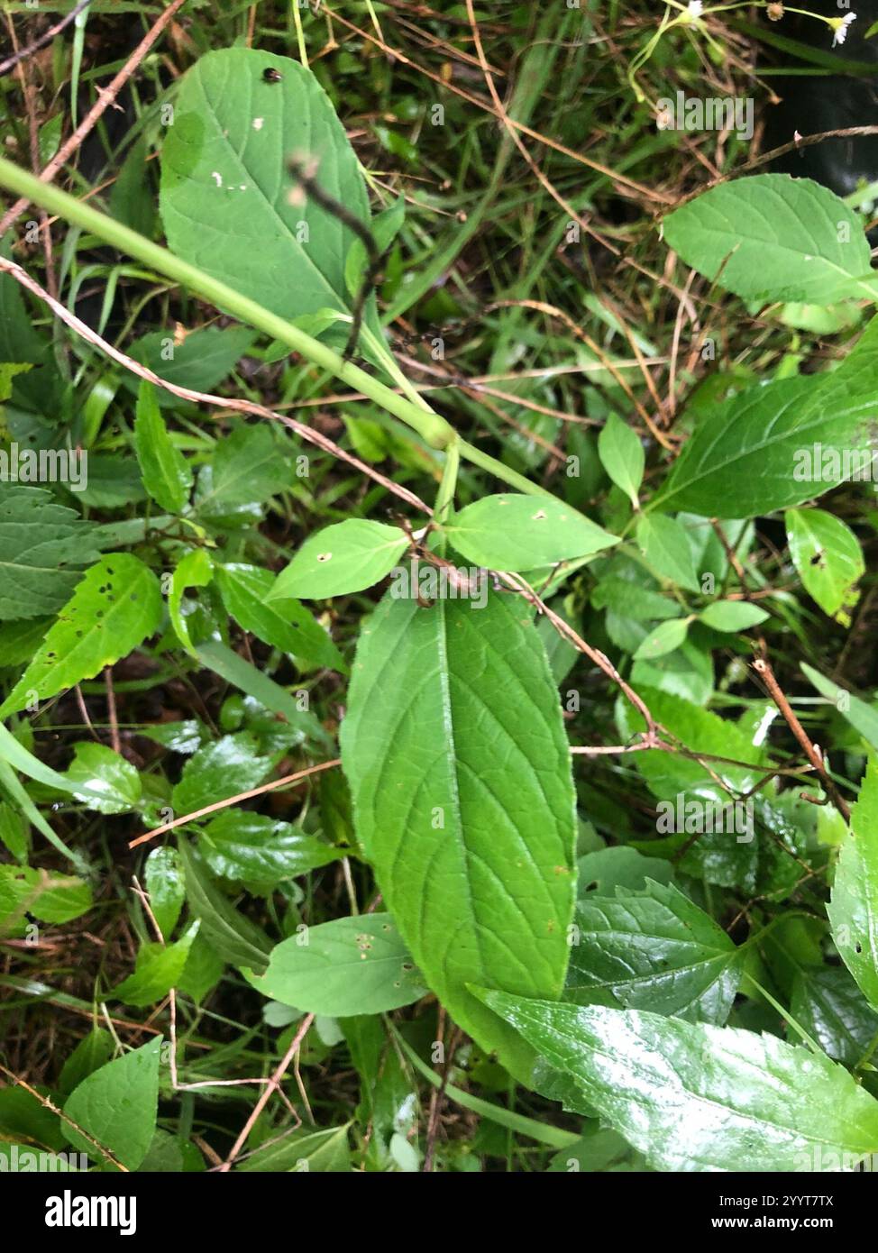 Pursh's ruellia (Ruellia purshiana Stock Photo - Alamy