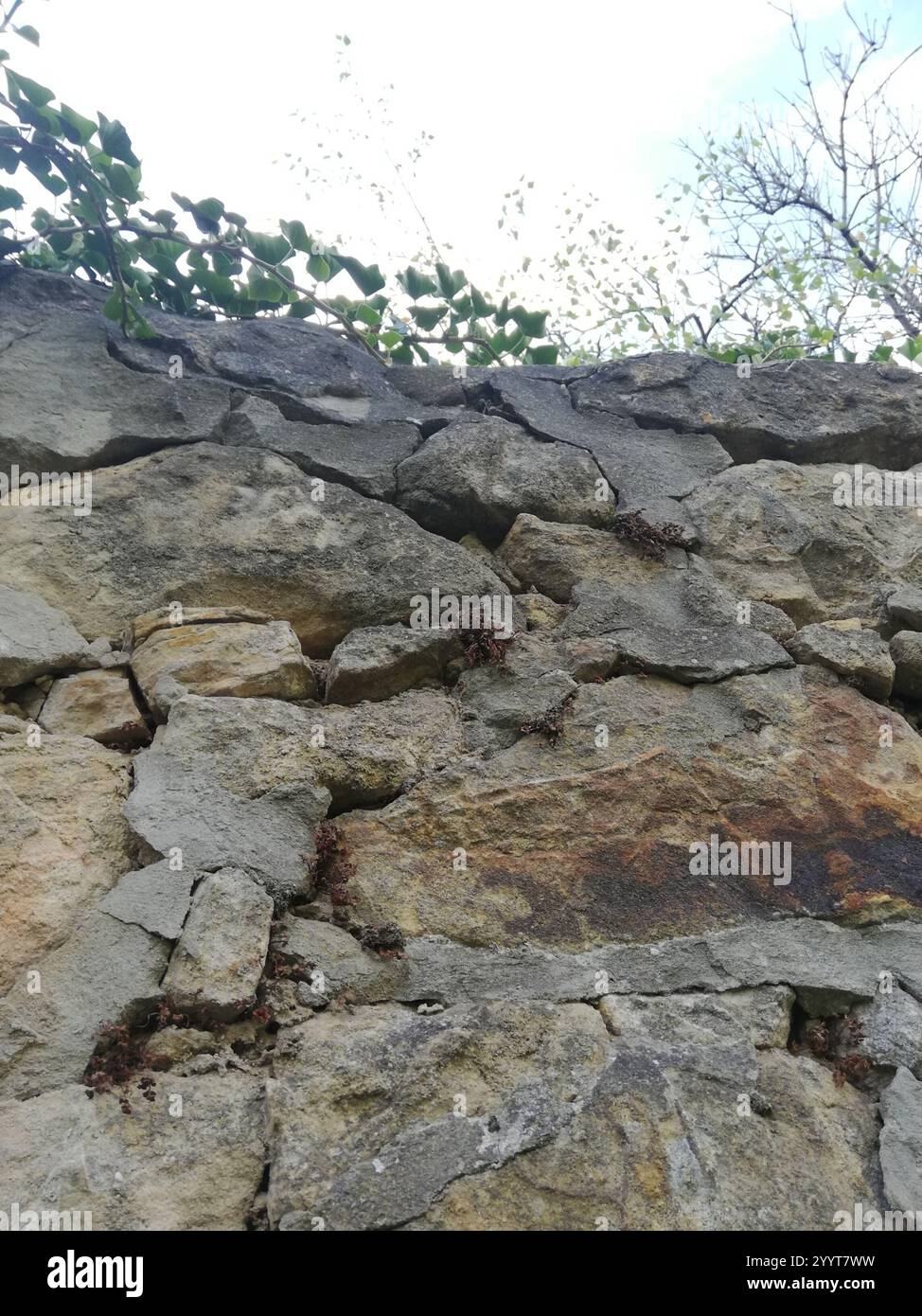 wall-rue (Asplenium ruta-muraria Stock Photo - Alamy