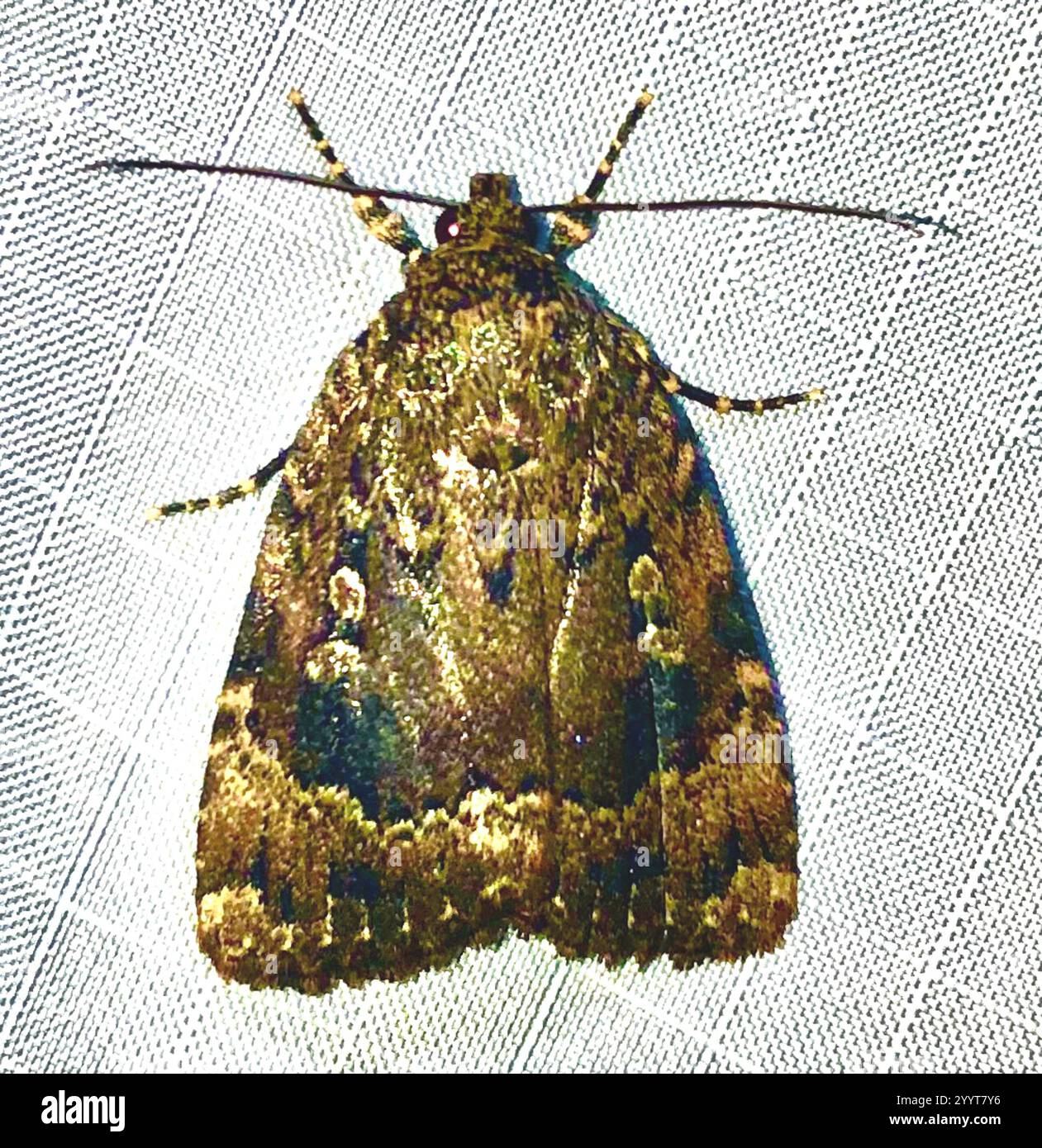 American Copper Underwing (Amphipyra pyramidoides Stock Photo - Alamy