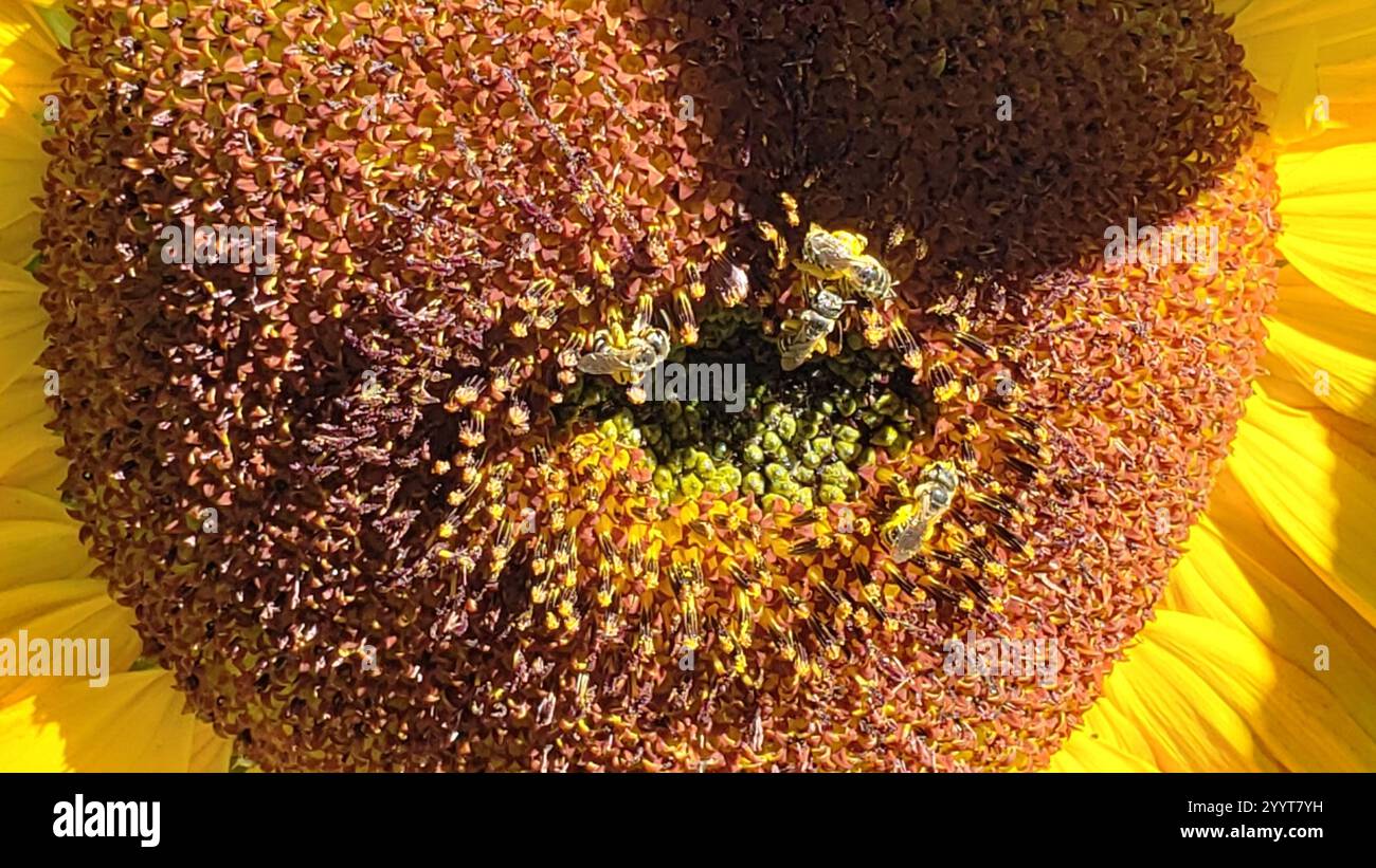 Apine Bees (Apinae Stock Photo - Alamy