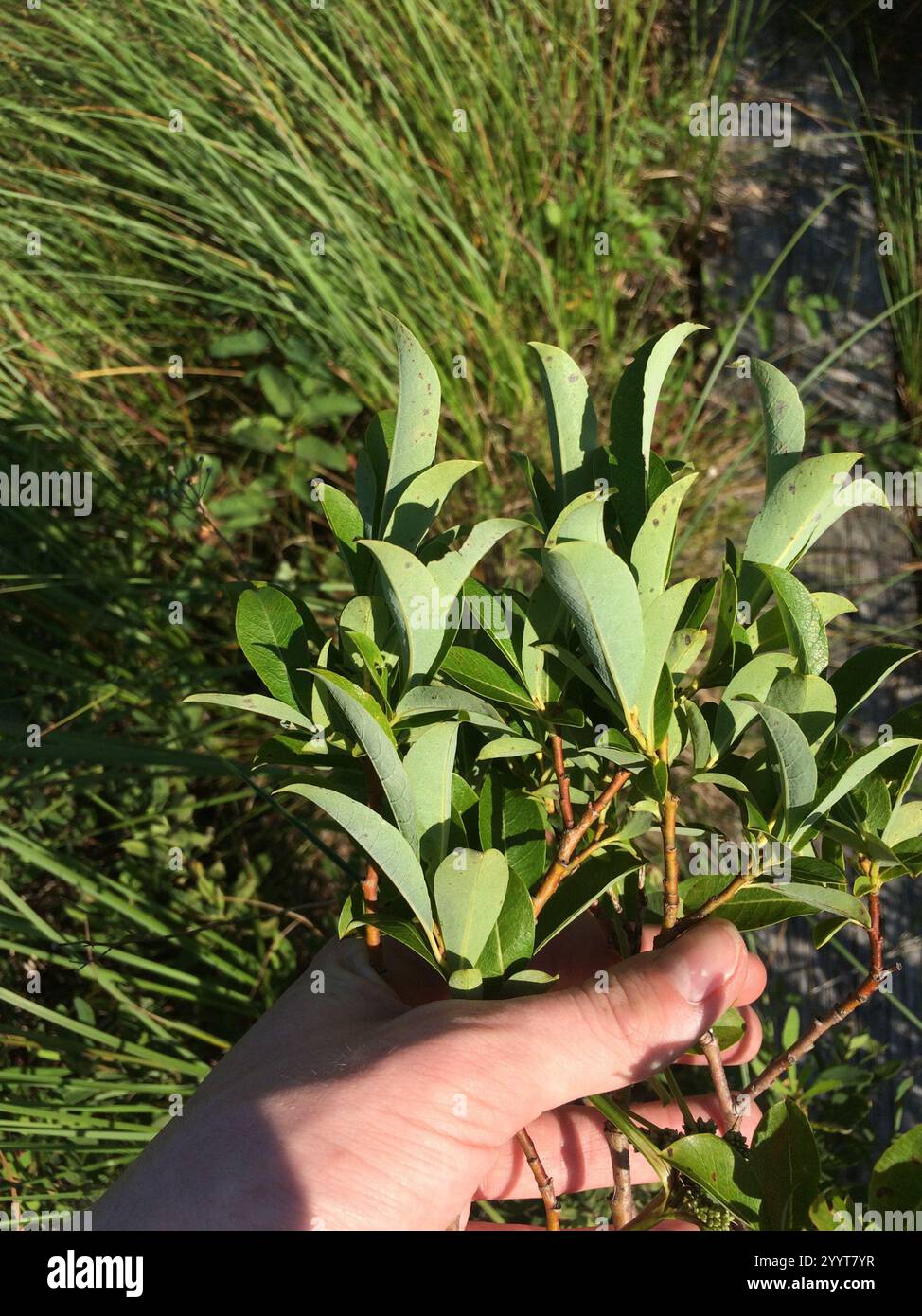 pussy willow (Salix discolor Stock Photo - Alamy