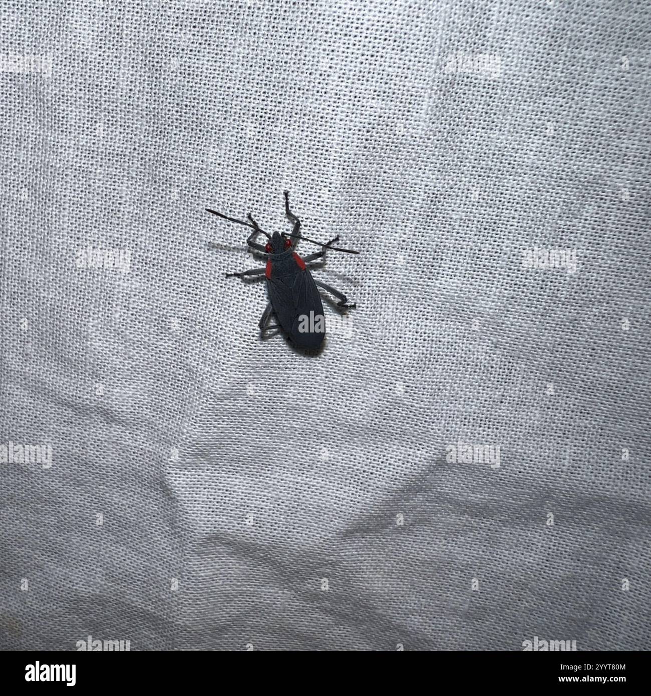 Red-shouldered Bug (Jadera haematoloma Stock Photo - Alamy