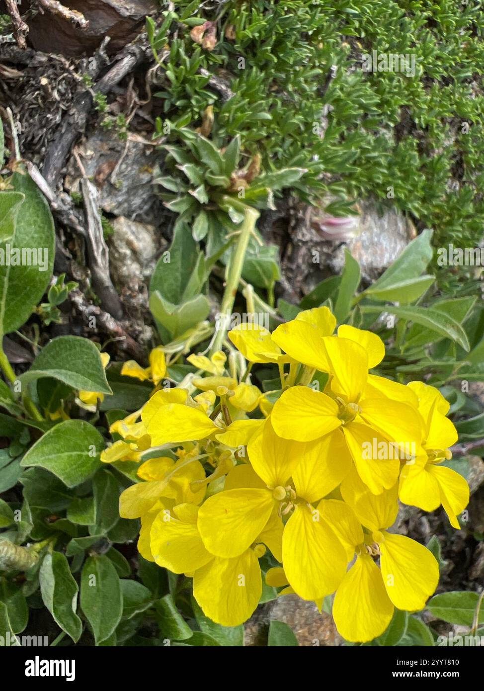 Western Wallflower (Erysimum capitatum Stock Photo - Alamy