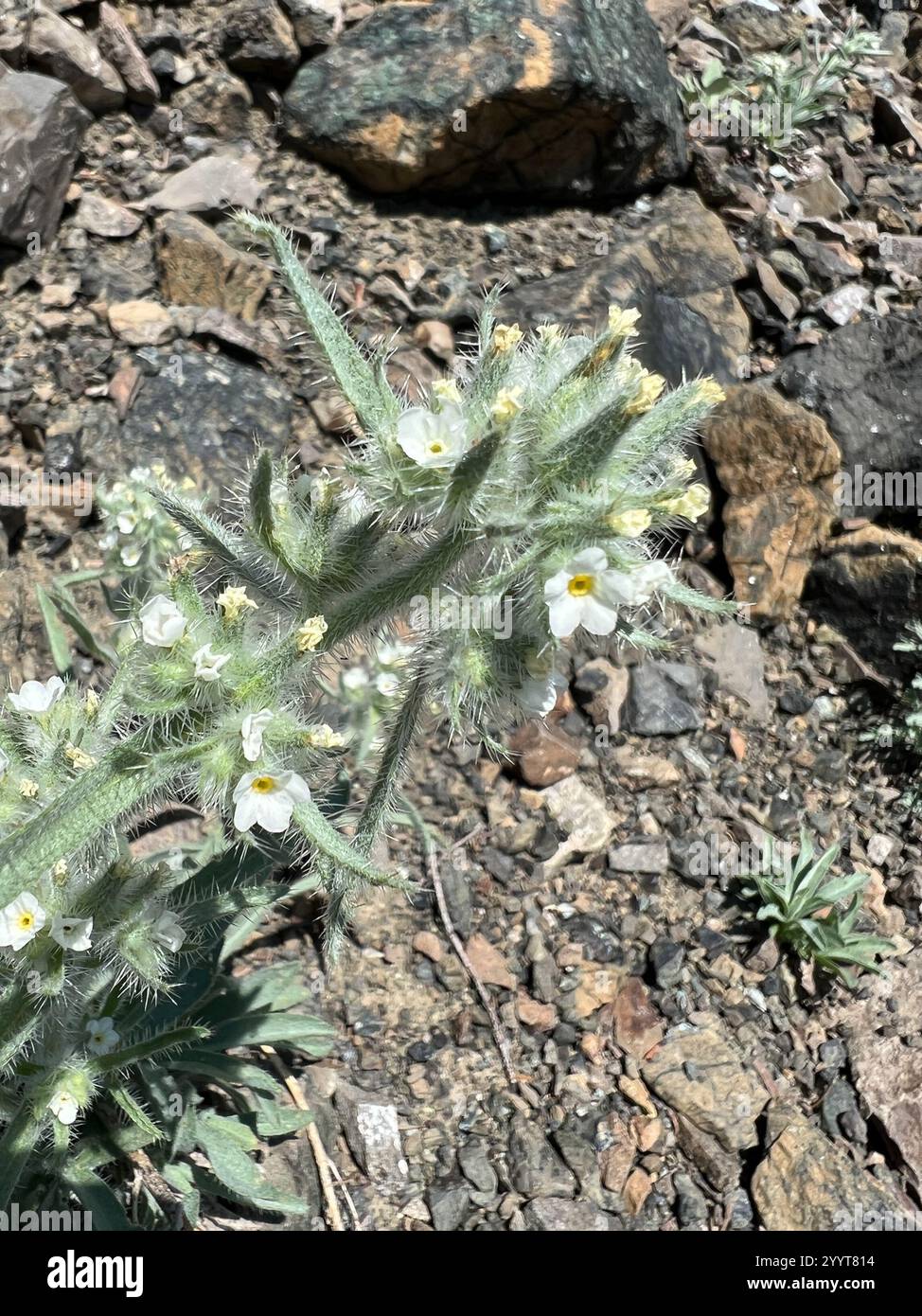 Thompson's Cryptantha (Oreocarya thompsonii Stock Photo - Alamy