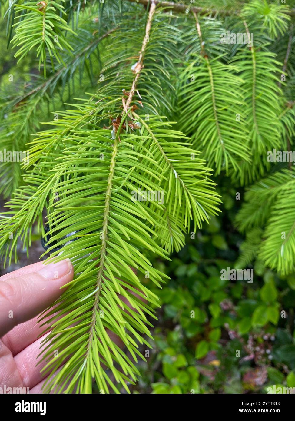 common Douglas-fir (Pseudotsuga menziesii Stock Photo - Alamy
