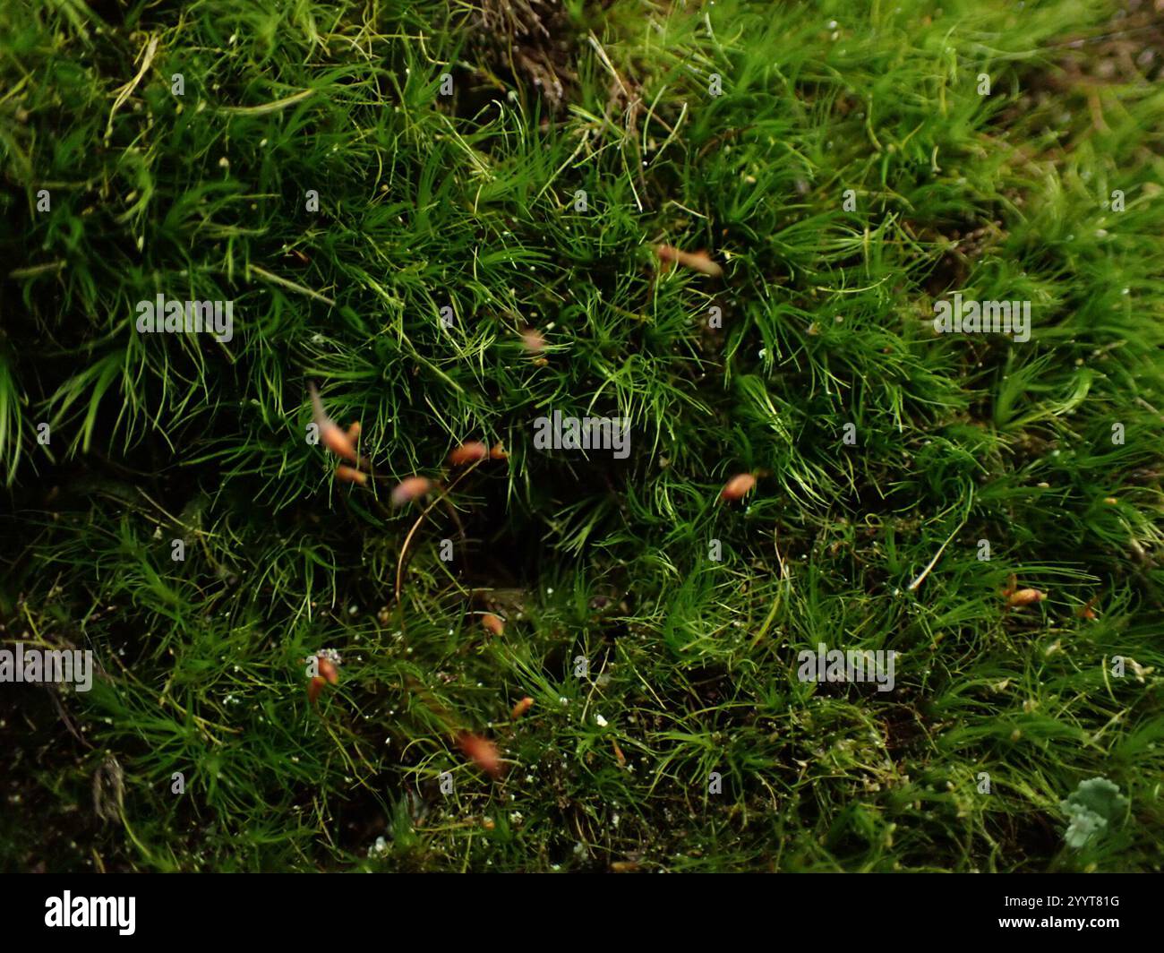 Forklet moss hi-res stock photography and images - Alamy