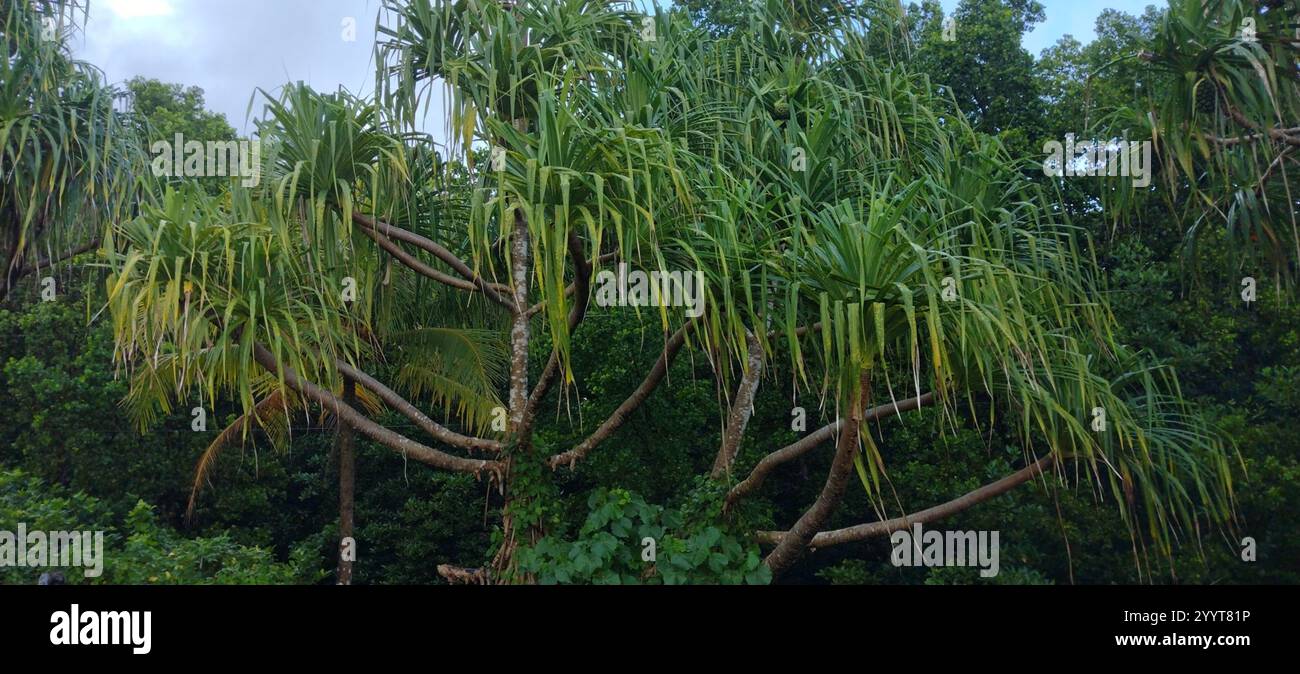 thatch screwpine (Pandanus tectorius Stock Photo - Alamy