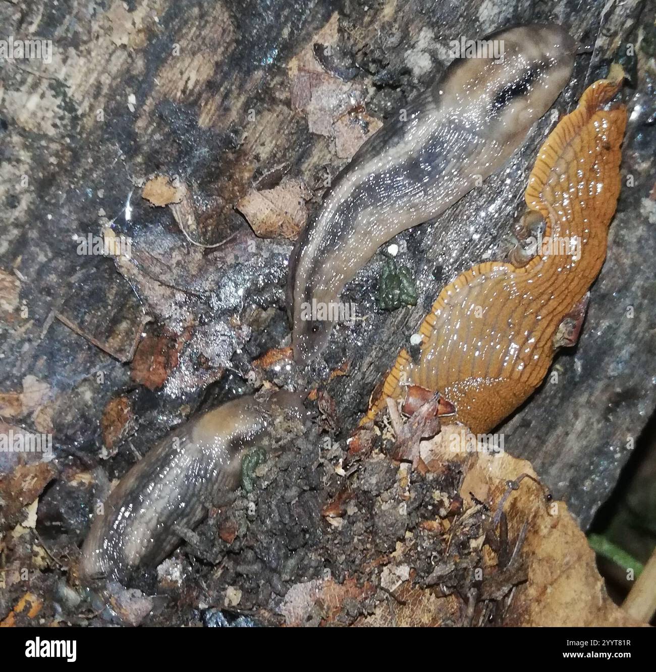 Tree slug (Lehmannia marginata Stock Photo - Alamy