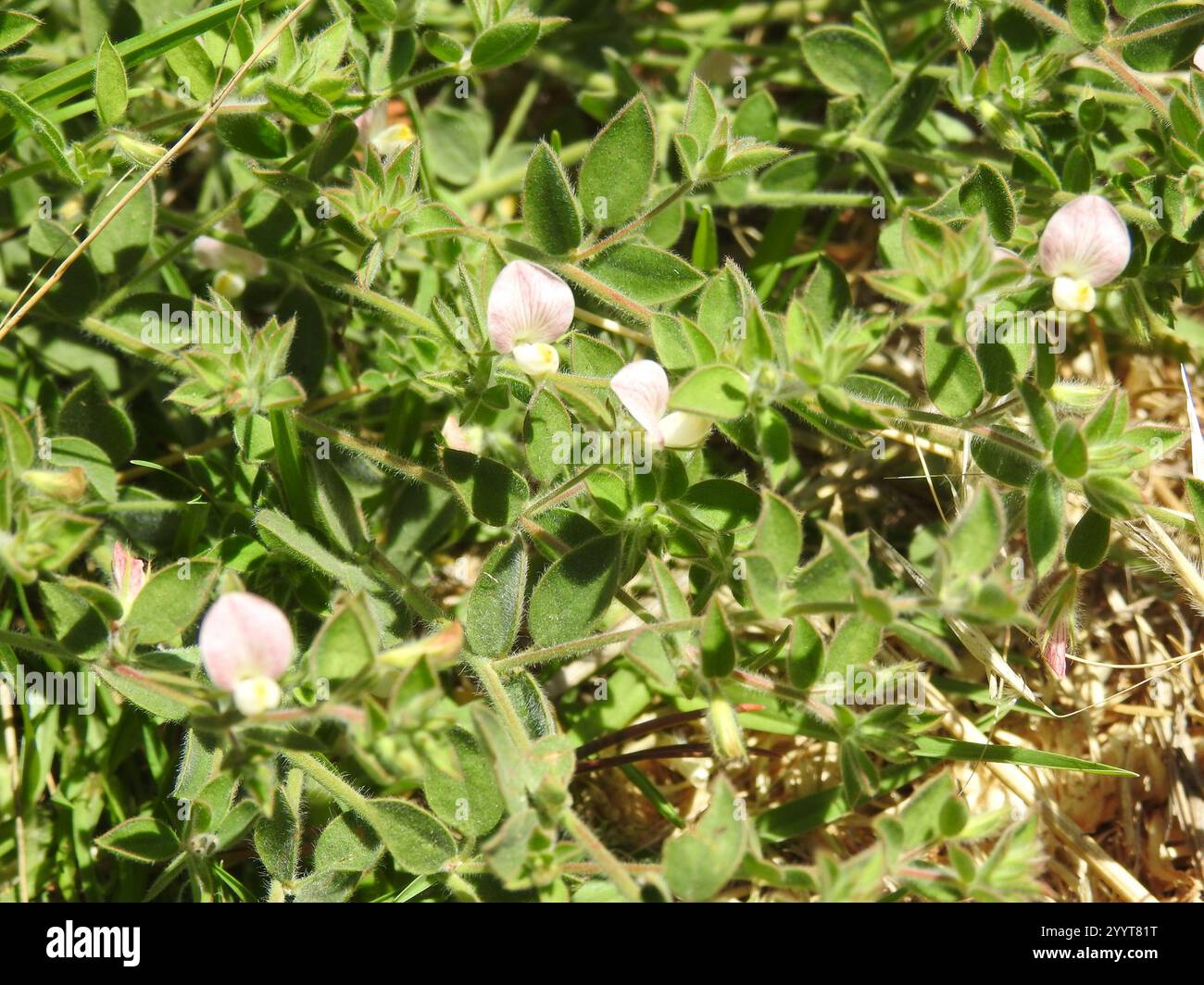 Spanish clover (Acmispon americanus Stock Photo - Alamy
