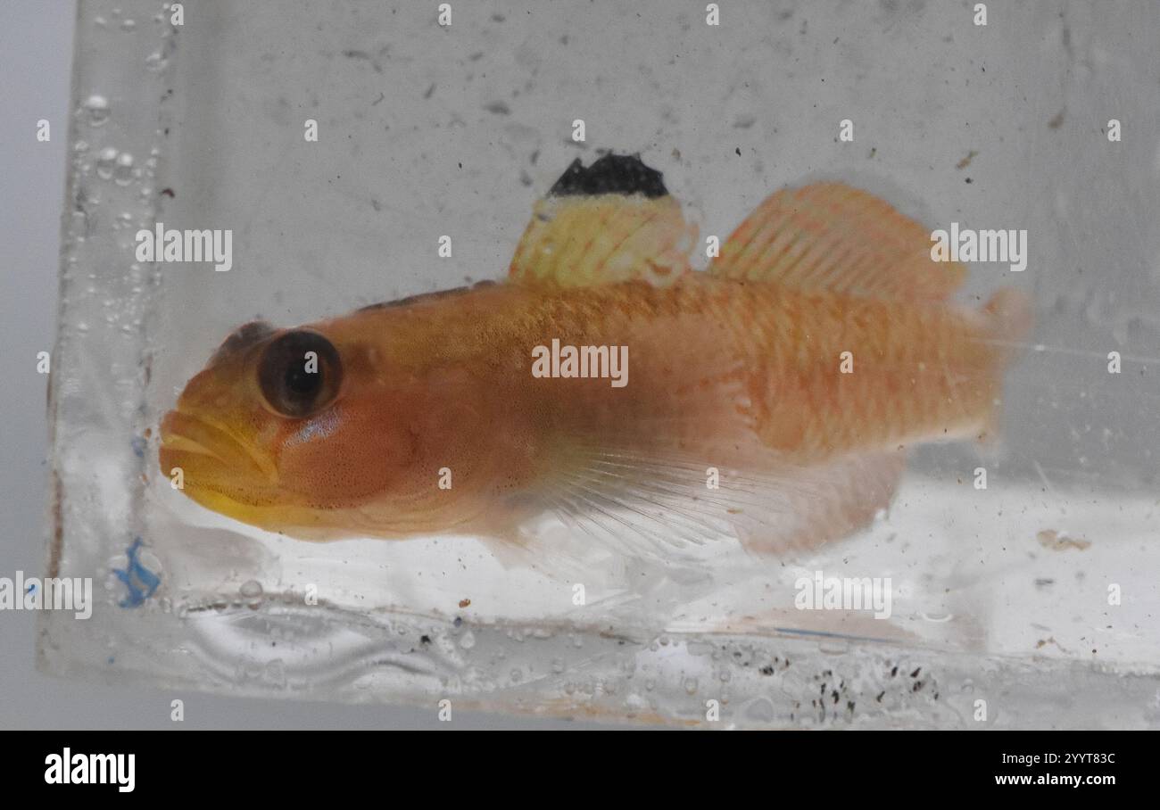 Rhinogobiops hi-res stock photography and images - Alamy