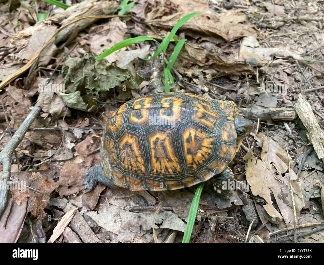 Common Box Turtle (Terrapene carolina Stock Photo - Alamy