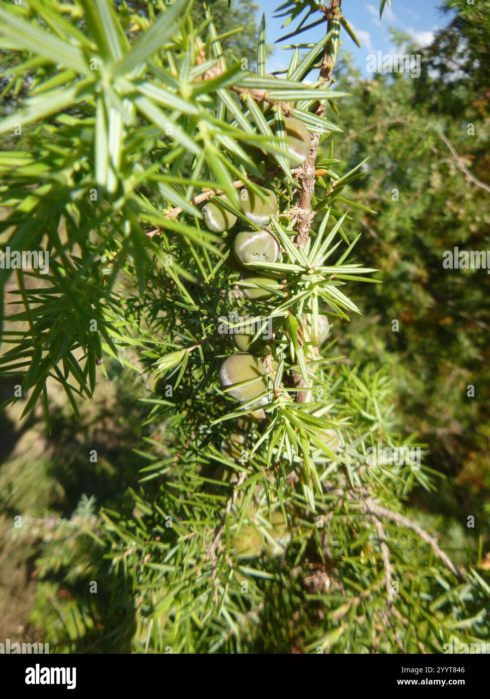 western prickly juniper (Juniperus oxycedrus Stock Photo - Alamy