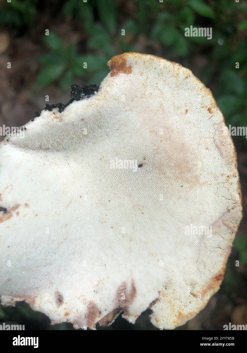 Oak polypore (Fomitopsis pulvina Stock Photo - Alamy