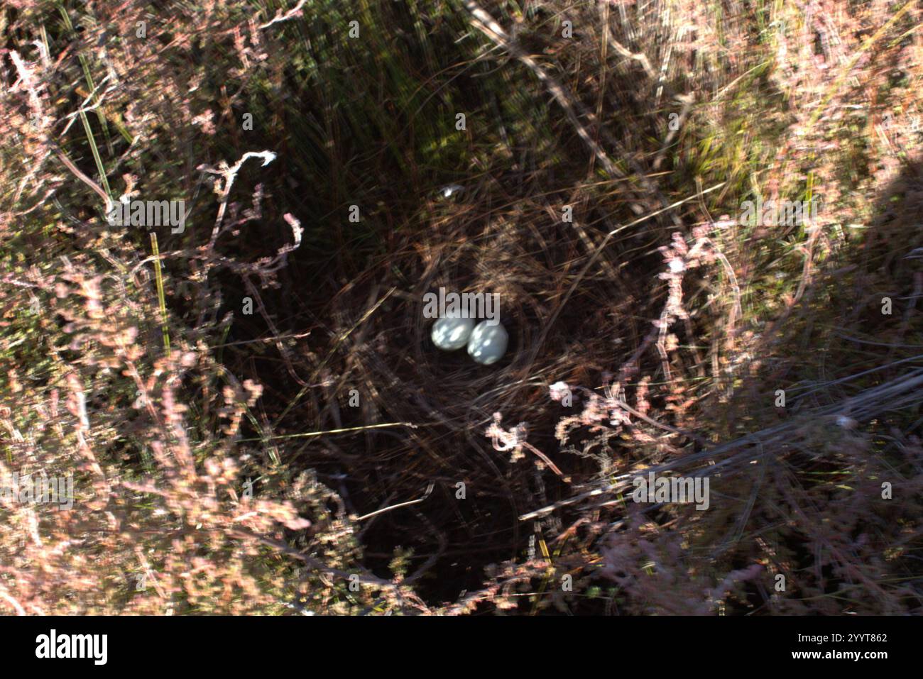 Black Harrier (Circus maurus Stock Photo - Alamy