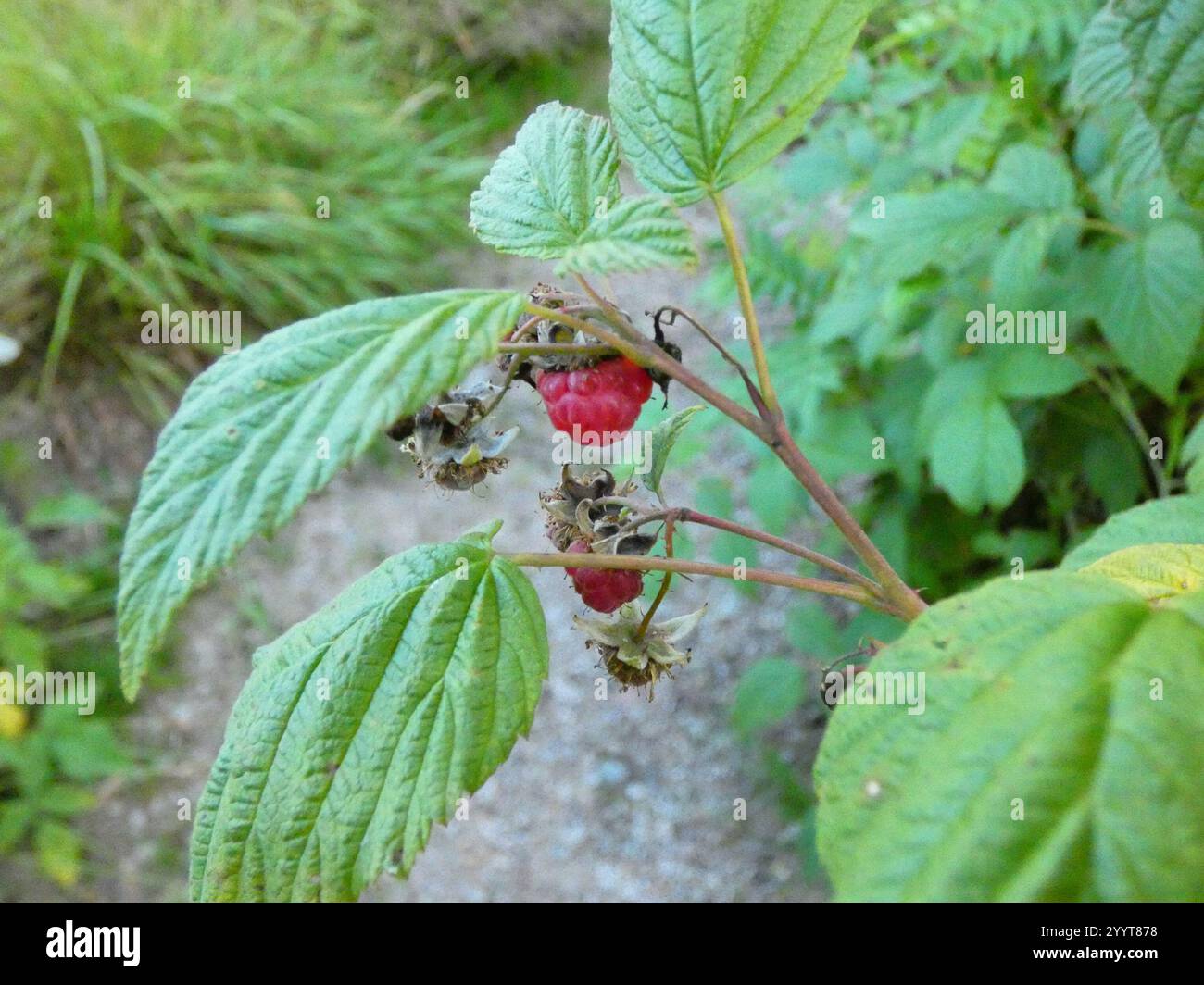 red raspberry (Rubus idaeus Stock Photo - Alamy