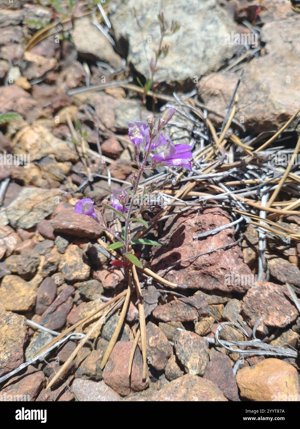 narrowleaf blue-eyed Mary (Collinsia linearis Stock Photo - Alamy