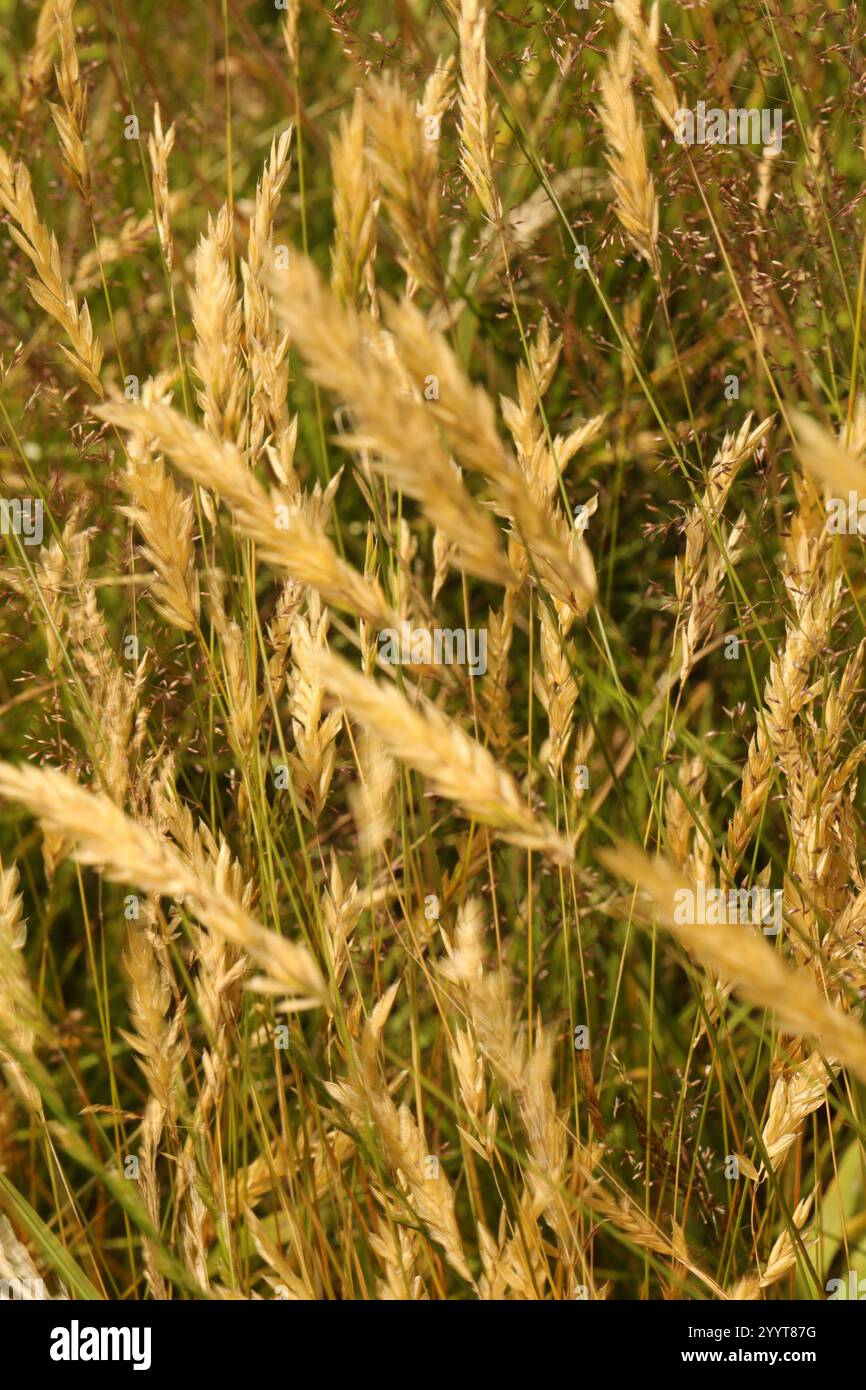 sweet vernal grass (Anthoxanthum odoratum Stock Photo - Alamy
