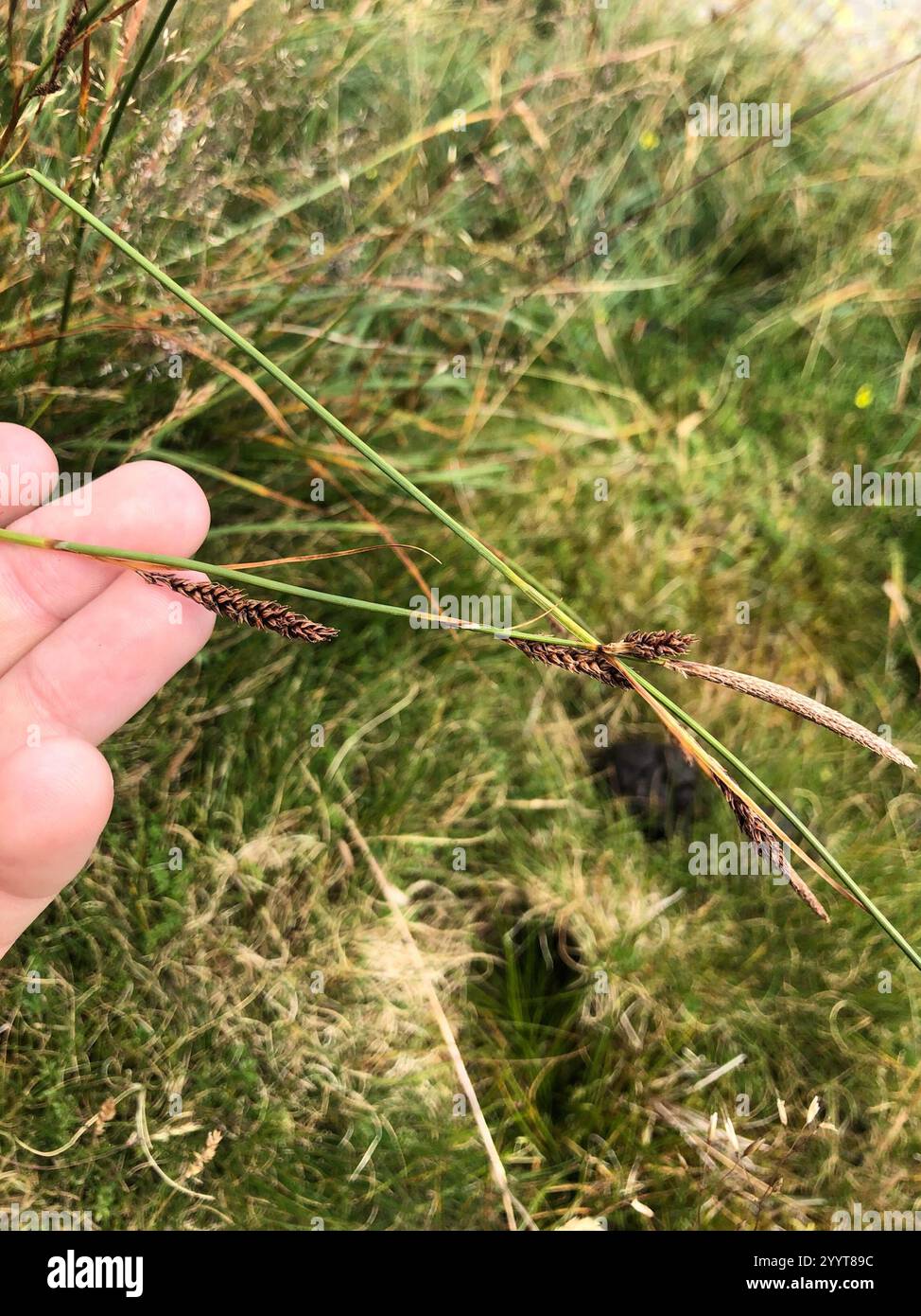 Smooth-stalked Sedge (Carex laevigata Stock Photo - Alamy