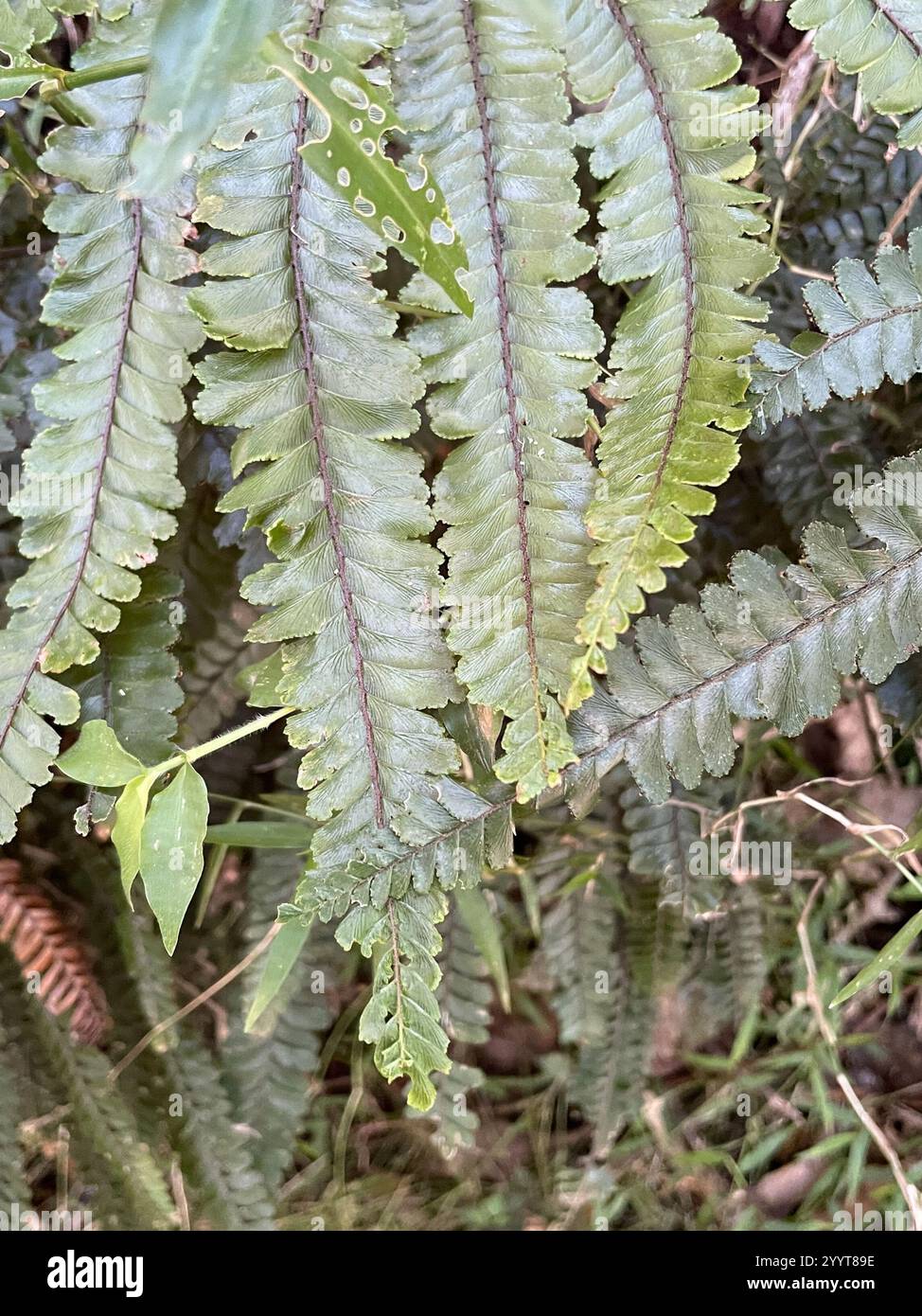 Rough Maidenhair Fern (Adiantum hispidulum Stock Photo - Alamy