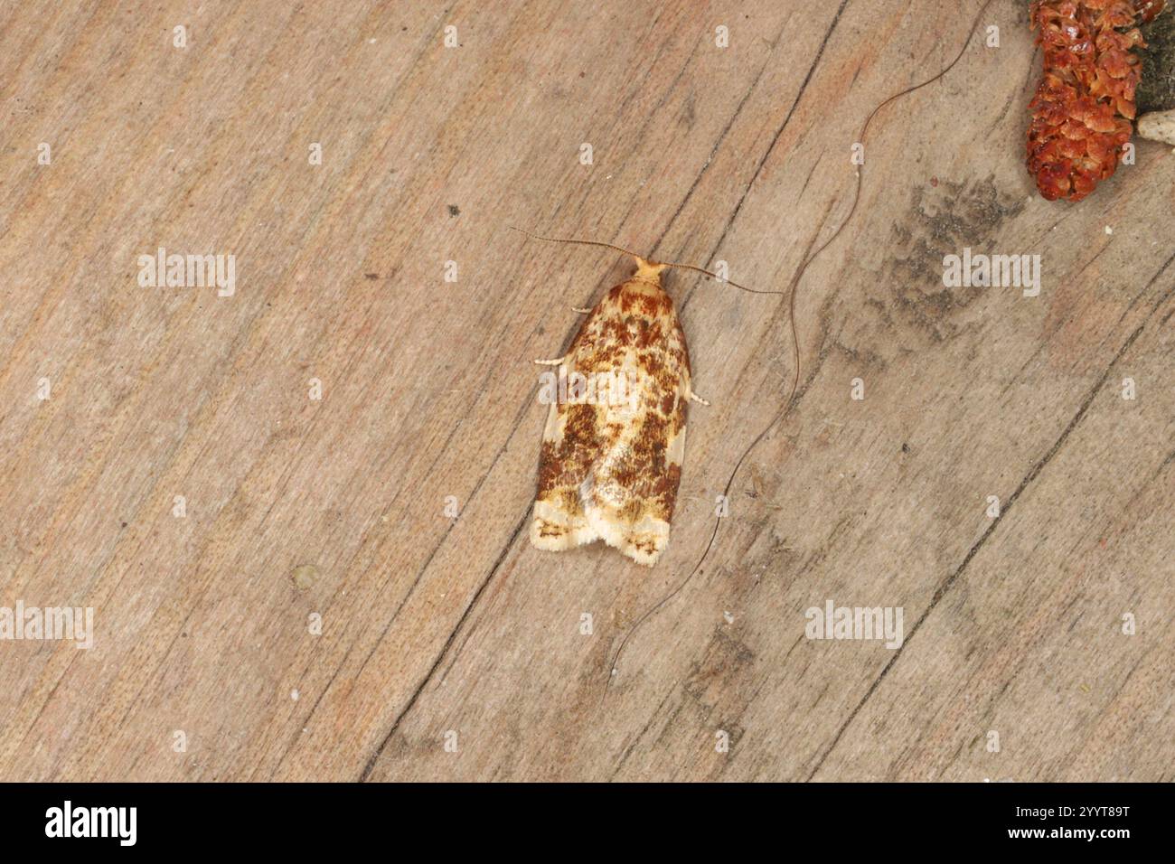 Fruit-tree Leafroller Moth (Archips argyrospila Stock Photo - Alamy