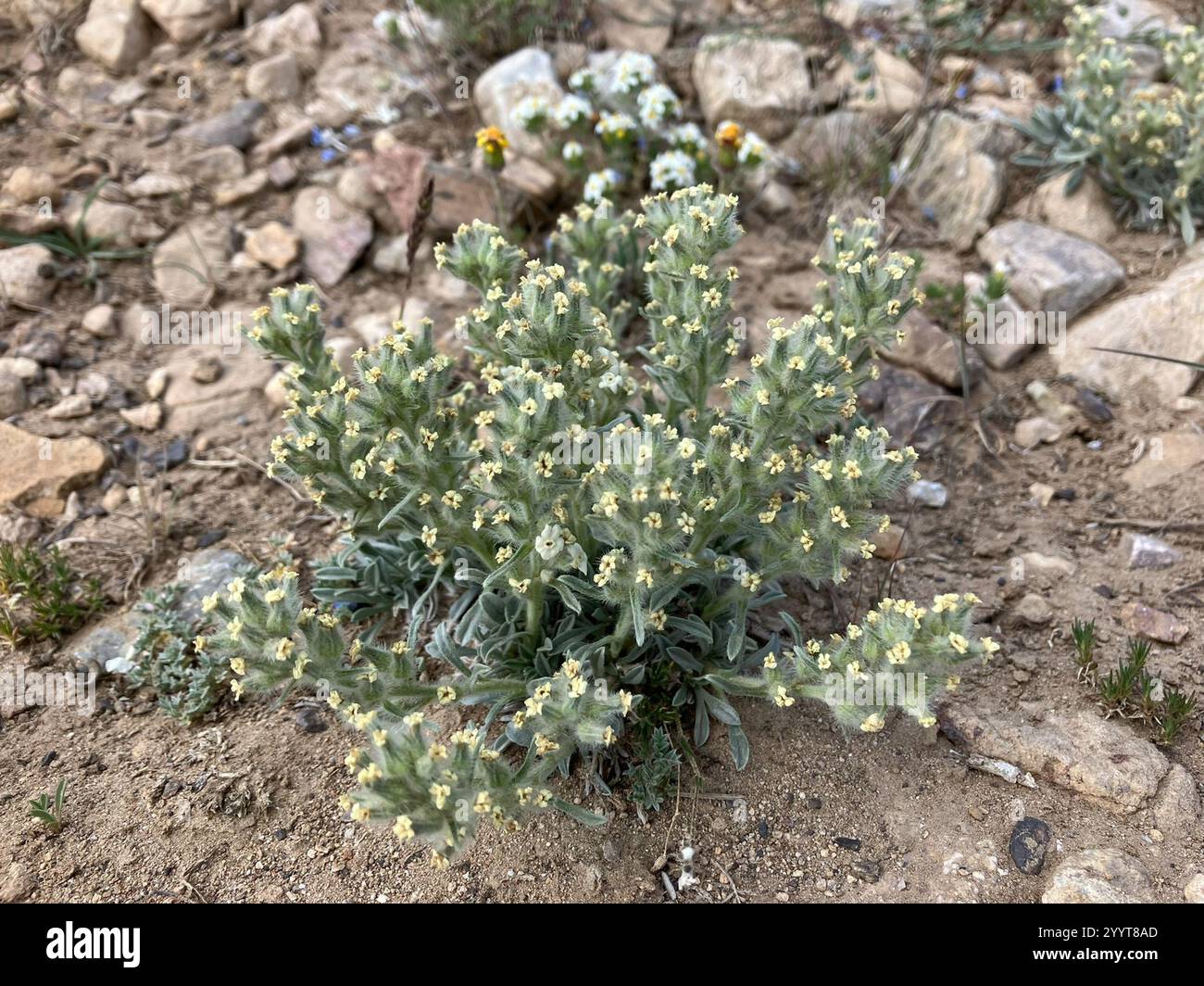 low cryptantha (Oreocarya humilis Stock Photo - Alamy