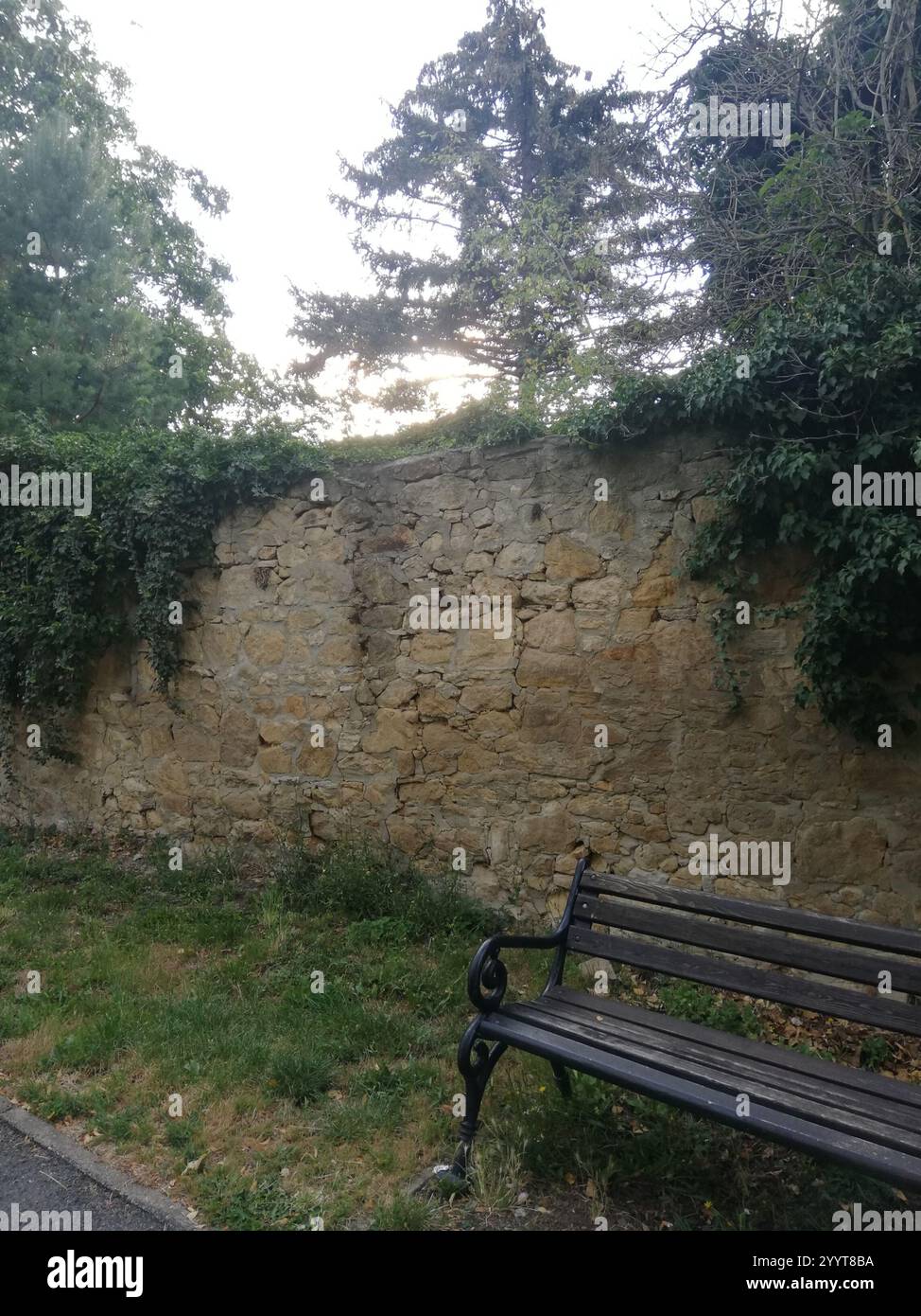 wall-rue (Asplenium ruta-muraria Stock Photo - Alamy