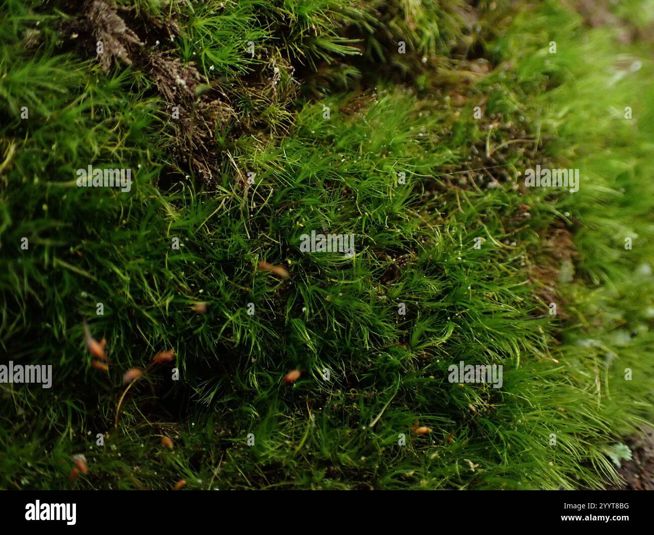 Silky Forklet-moss (Dicranella heteromalla Stock Photo - Alamy