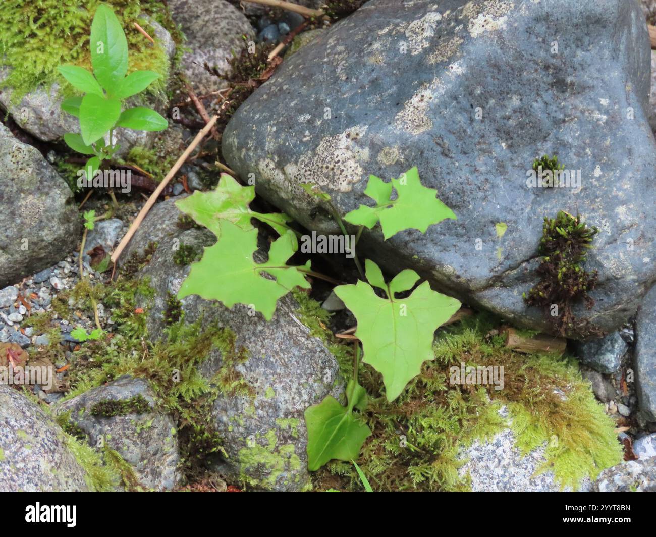 Wall Lettuce (Mycelis muralis Stock Photo - Alamy
