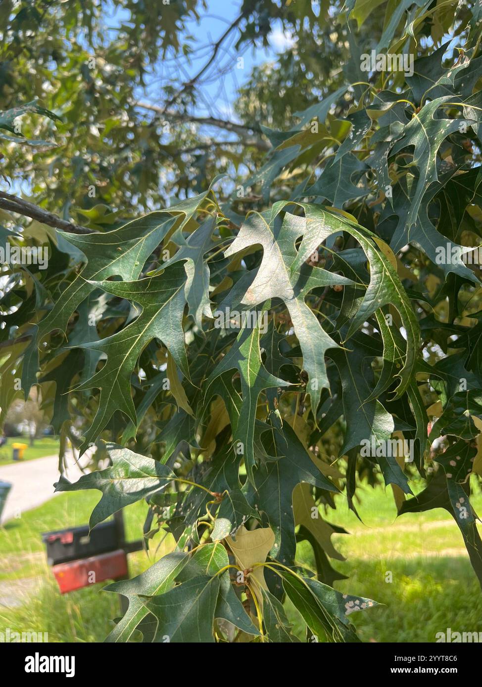 southern red oak (Quercus falcata Stock Photo - Alamy