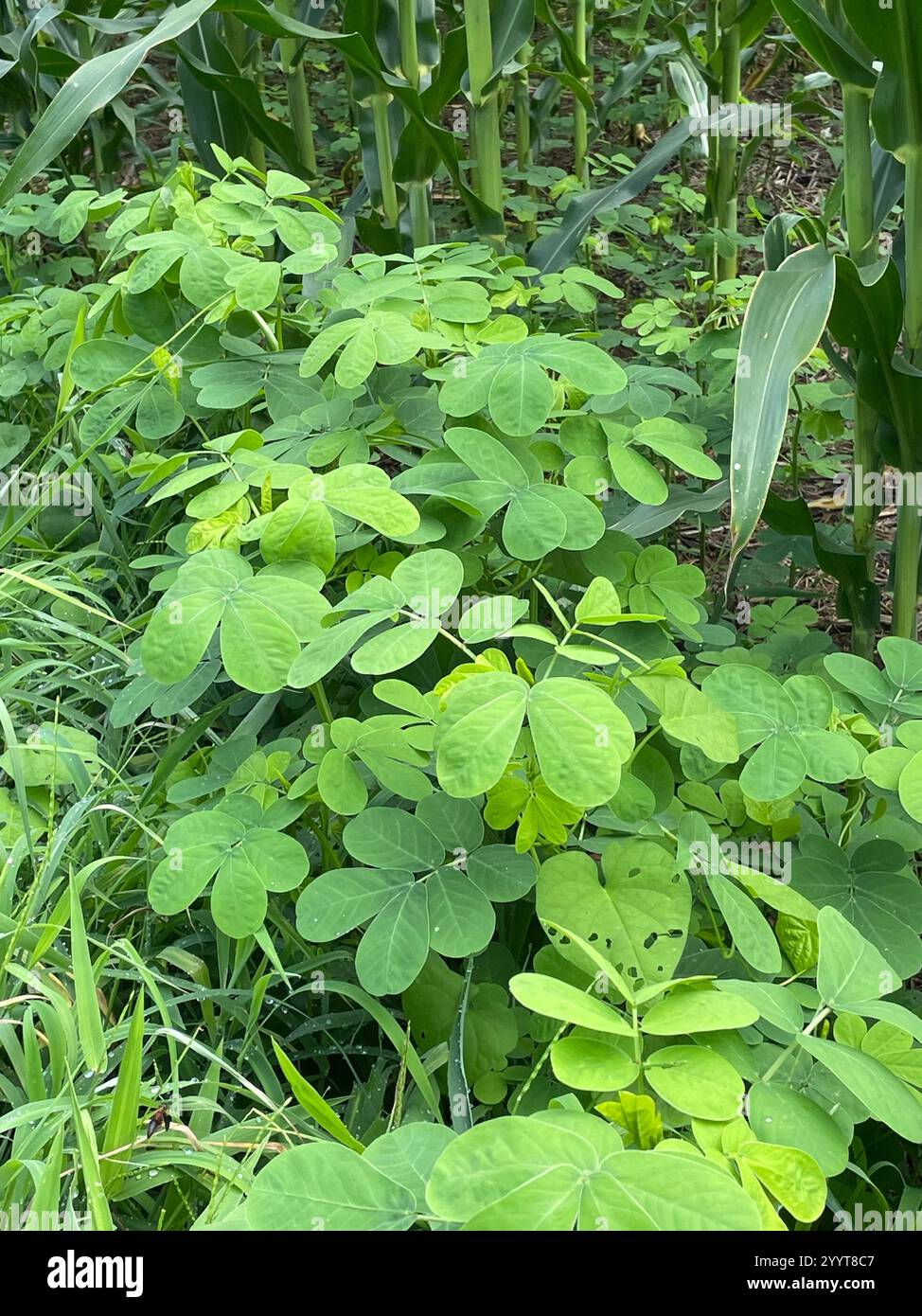 American Sicklepod (Senna obtusifolia Stock Photo - Alamy