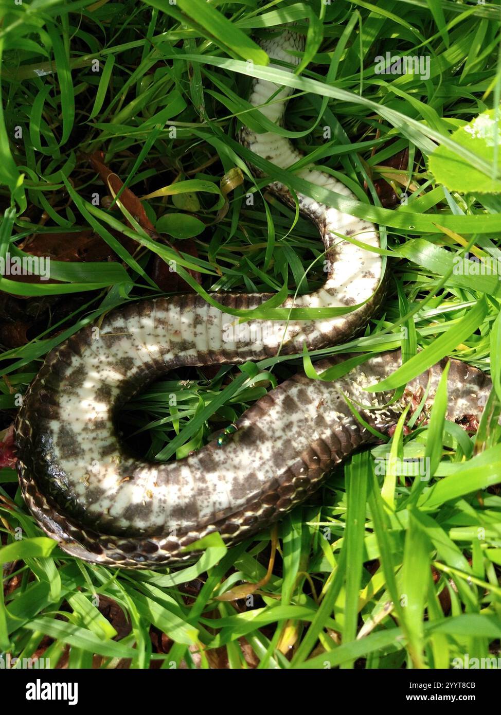Gray Ratsnake (Pantherophis spiloides Stock Photo - Alamy