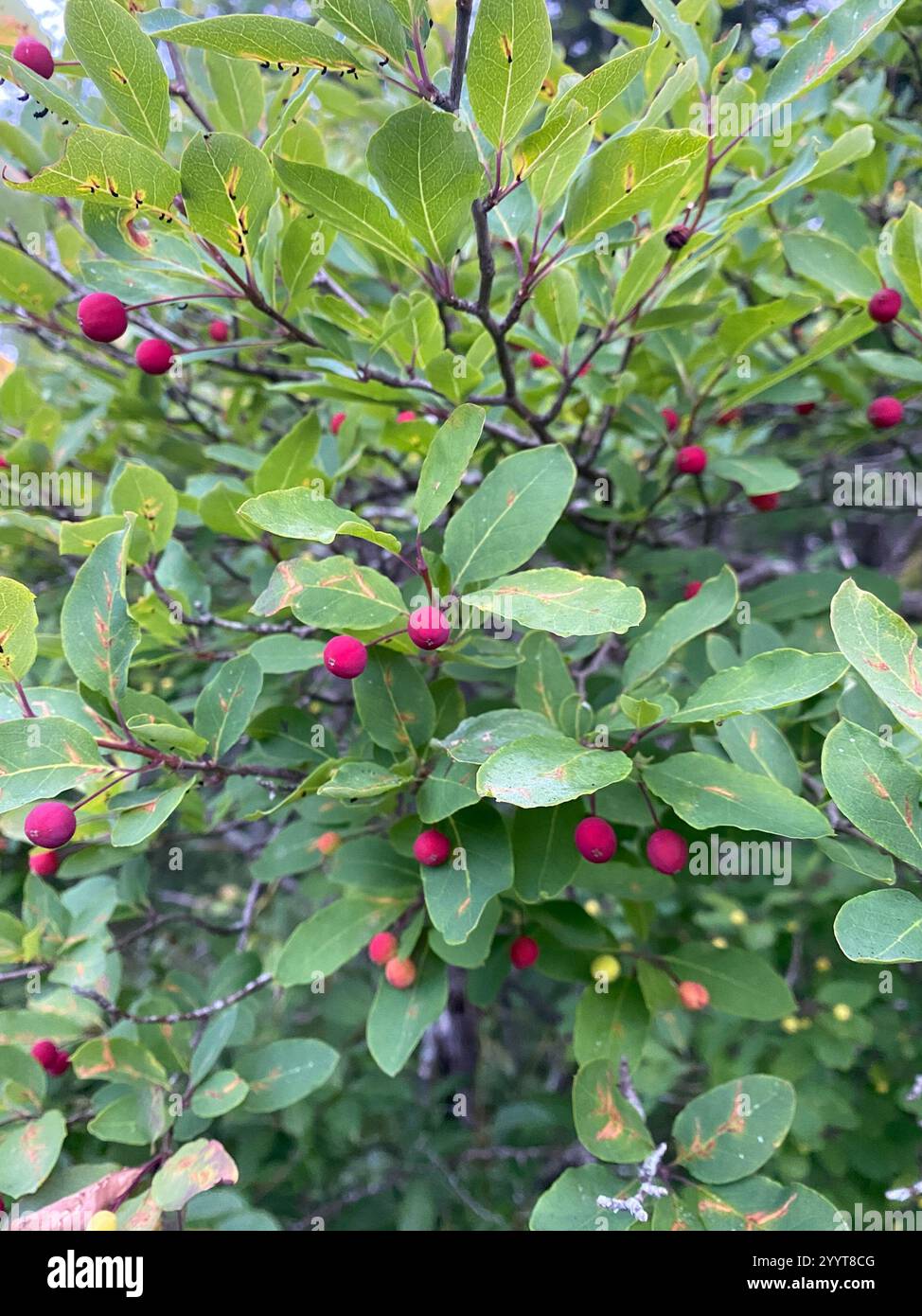 Mountain holly (Ilex mucronata Stock Photo - Alamy