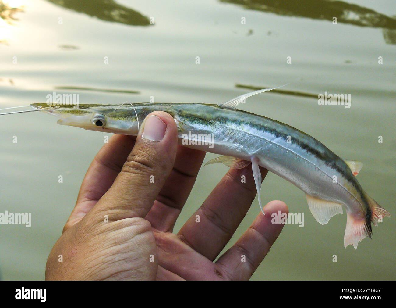 Duckbill Catfish (Sorubim lima Stock Photo - Alamy