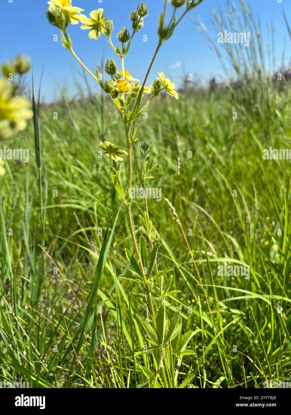 sulphur cinquefoil (Potentilla recta Stock Photo - Alamy