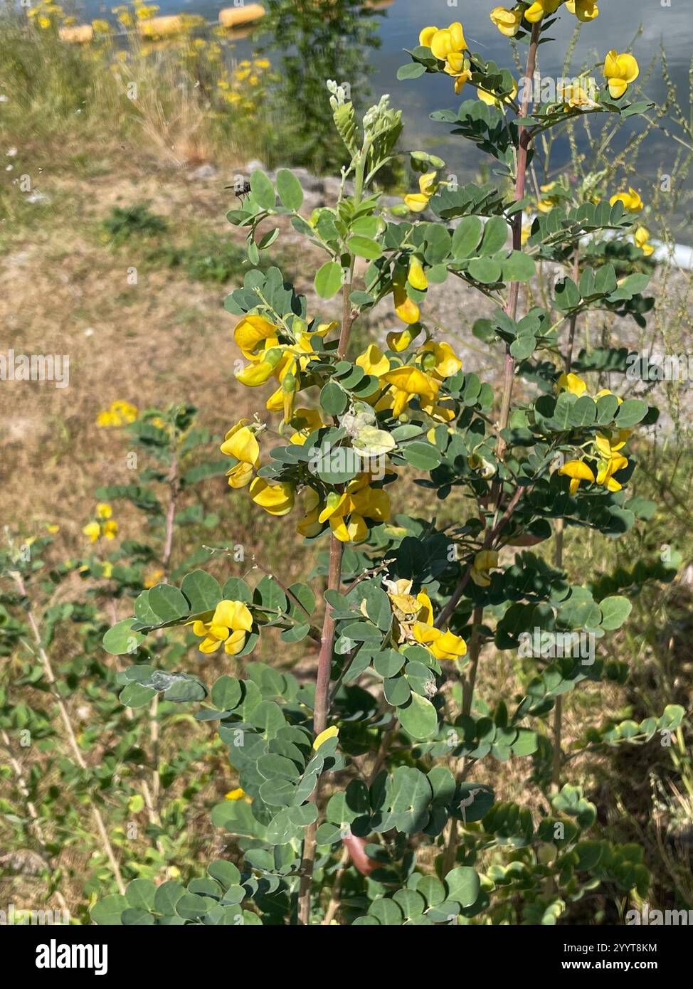Bladder-senna (Colutea arborescens Stock Photo - Alamy