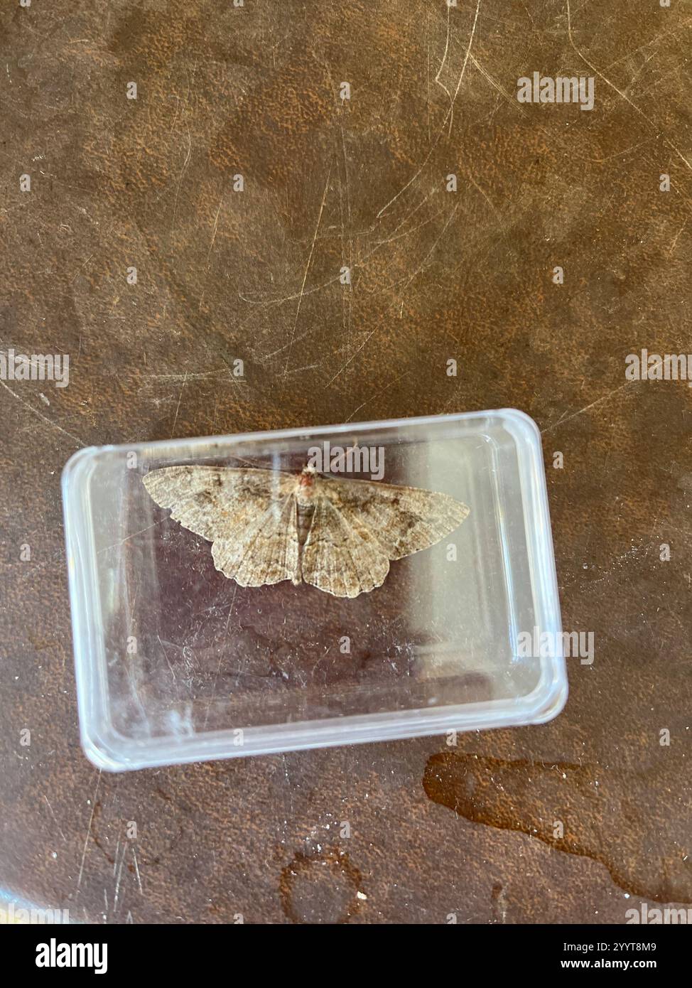 Mottled Beauty (Alcis repandata Stock Photo - Alamy